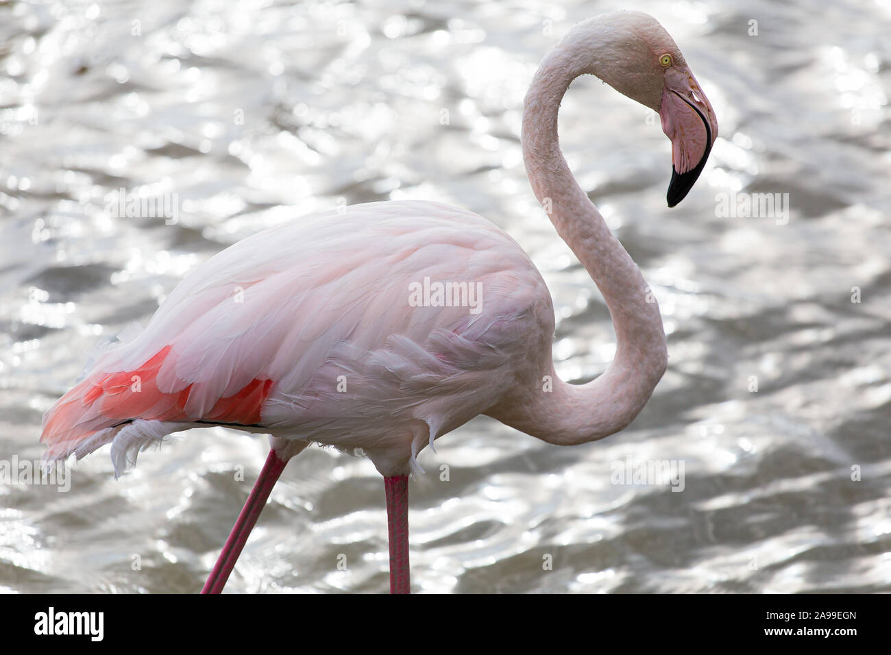 Pink Great flamingo bird side portrait on a lake in La Camargue ...
