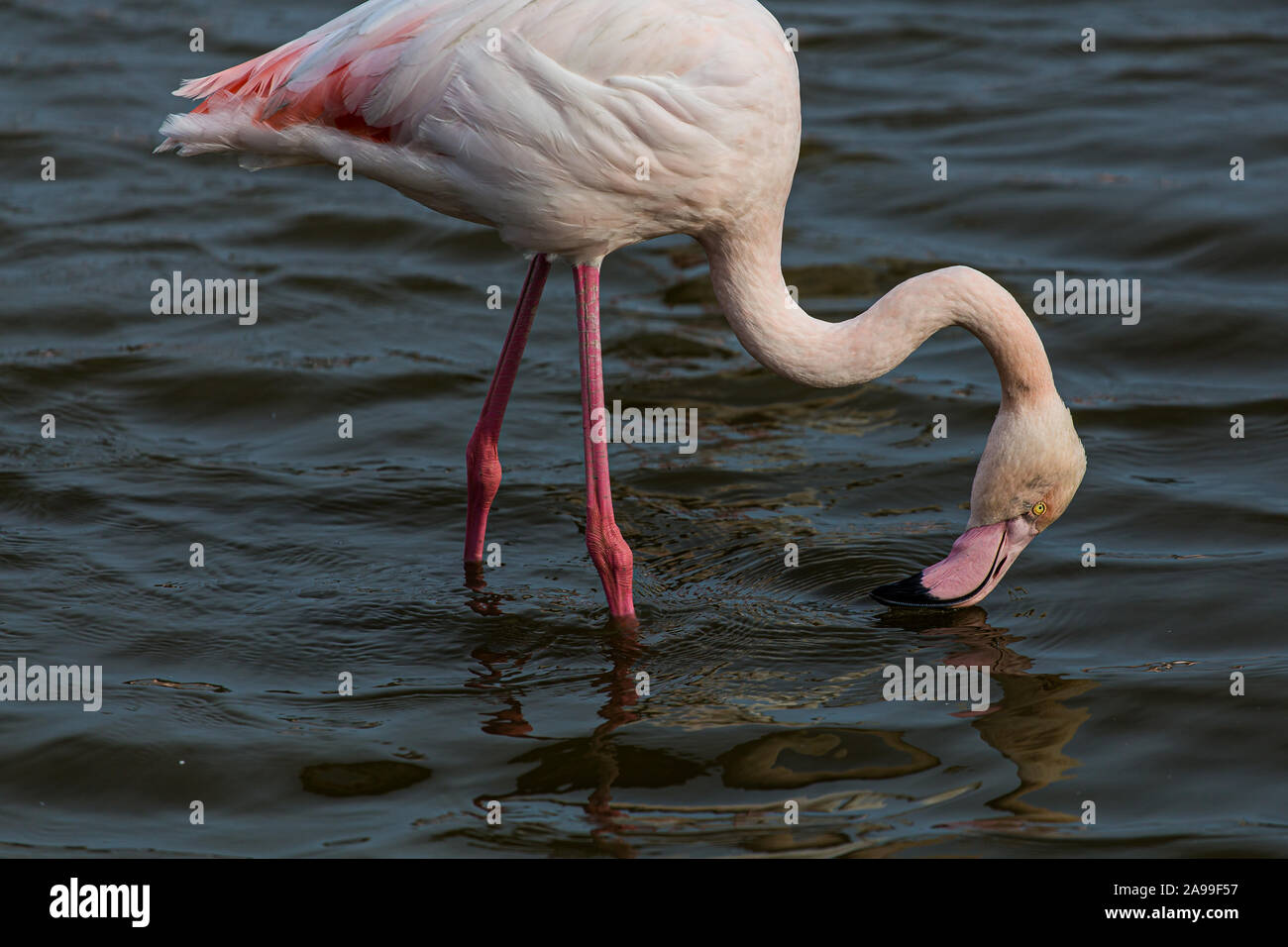 Pink Great flamingo bird side portrait on a lake in La Camargue ...