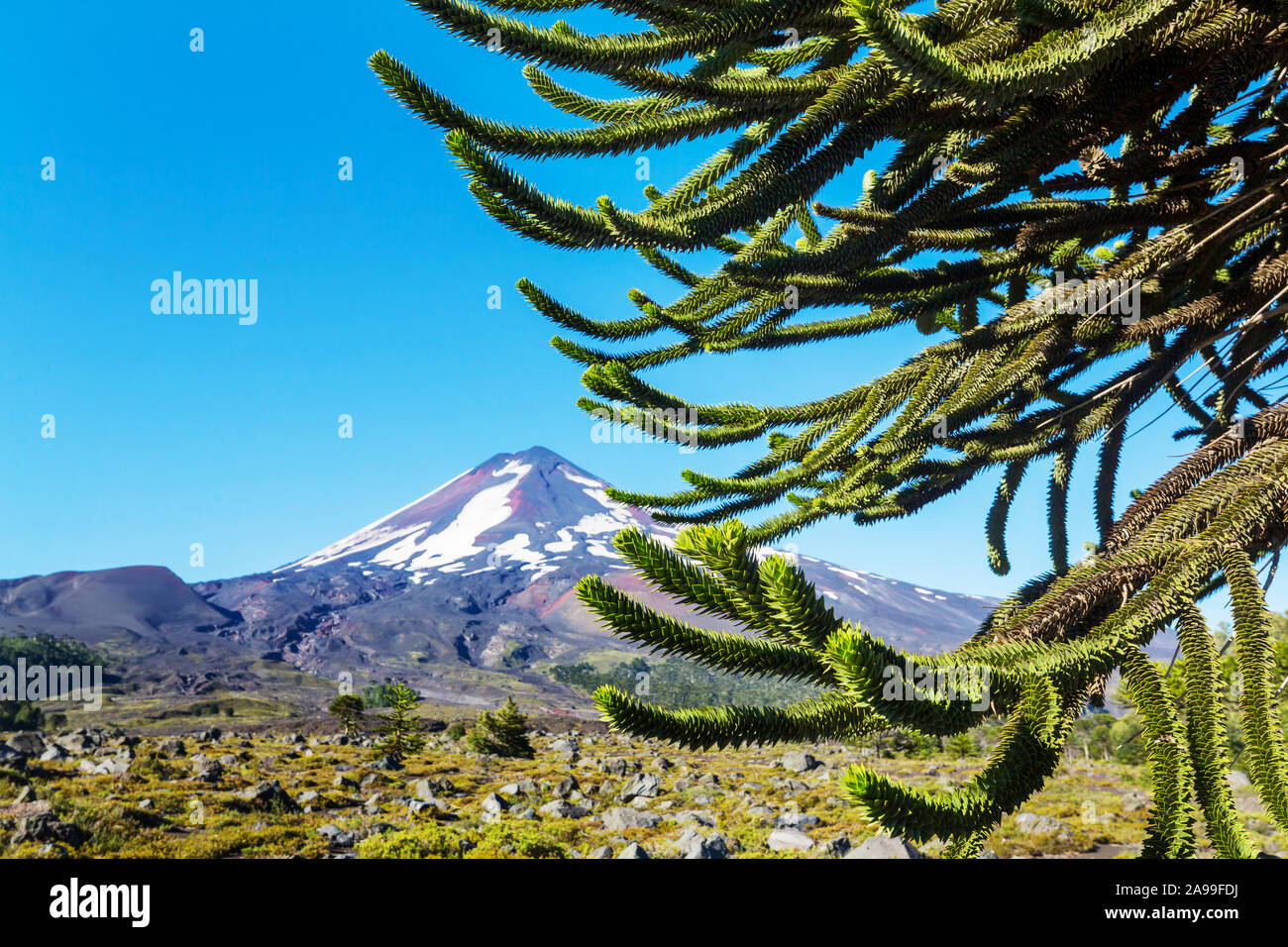 Unusual Araucaria (Araucaria araucana) trees in Andes mountains, Chile ...