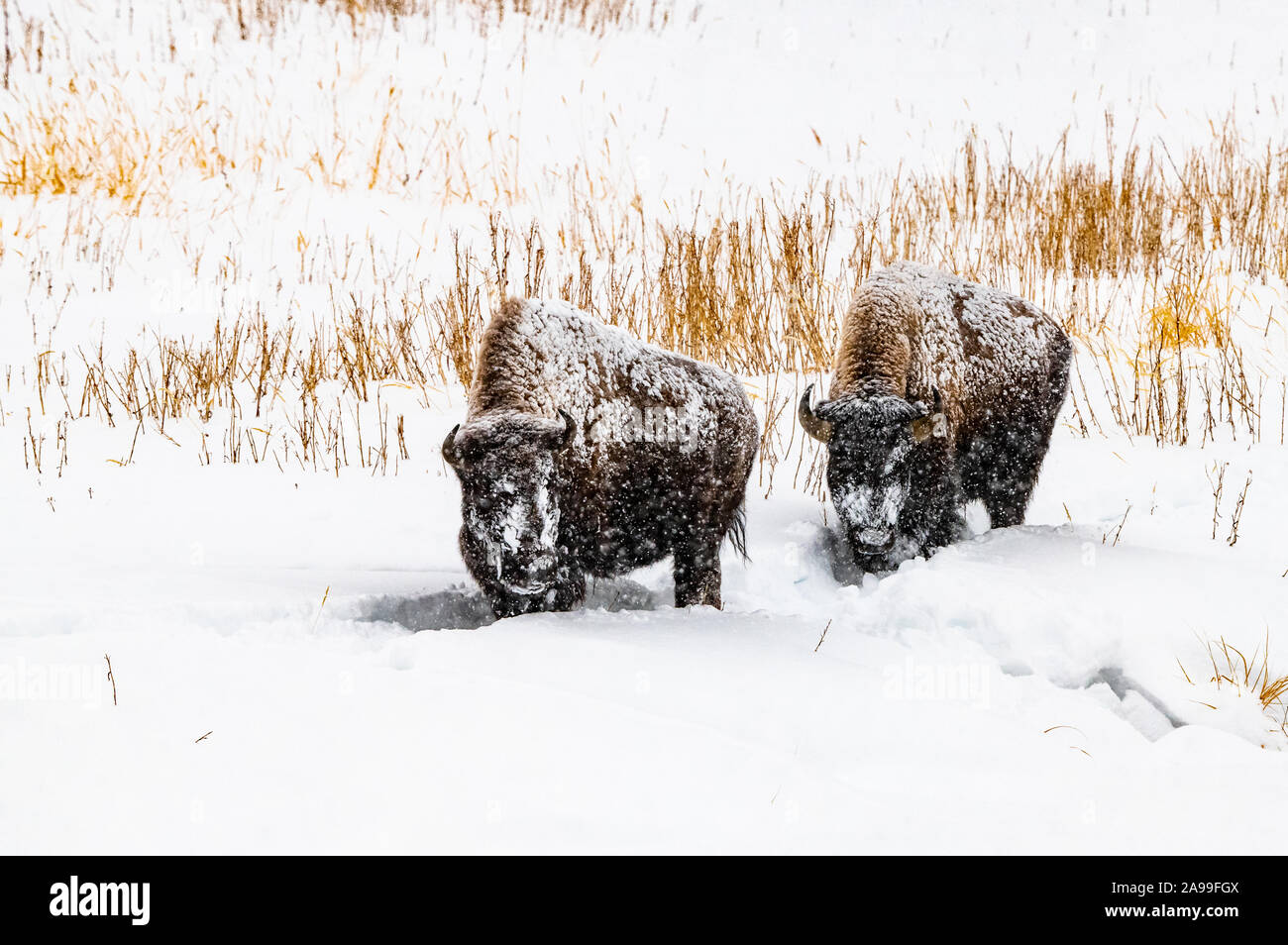 Bison in Winter Blizzard 3 Stock Photo - Alamy