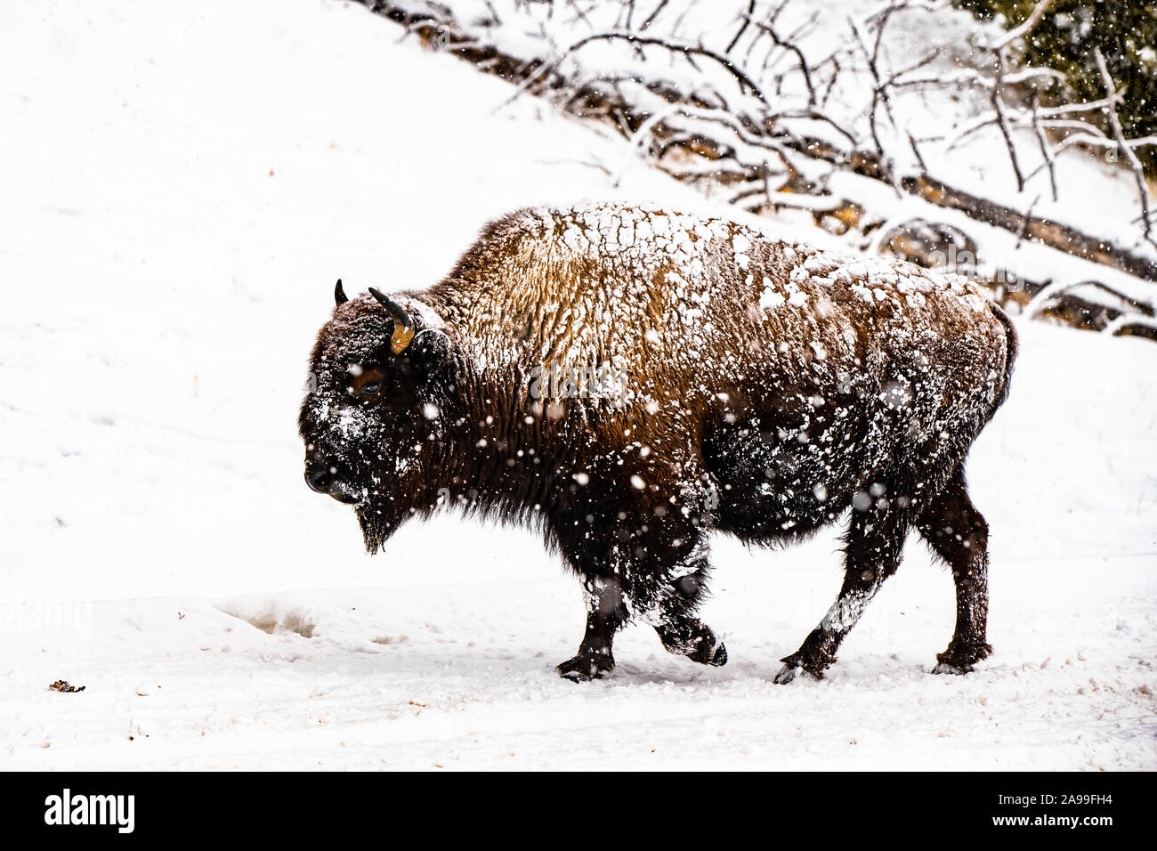 Bison in winter storm hi-res stock photography and images - Alamy