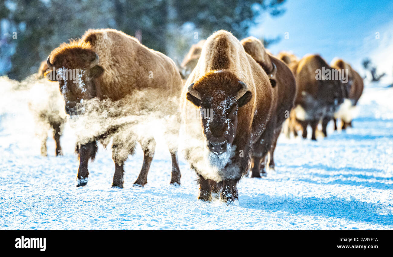Bison on the move 1 Stock Photo - Alamy