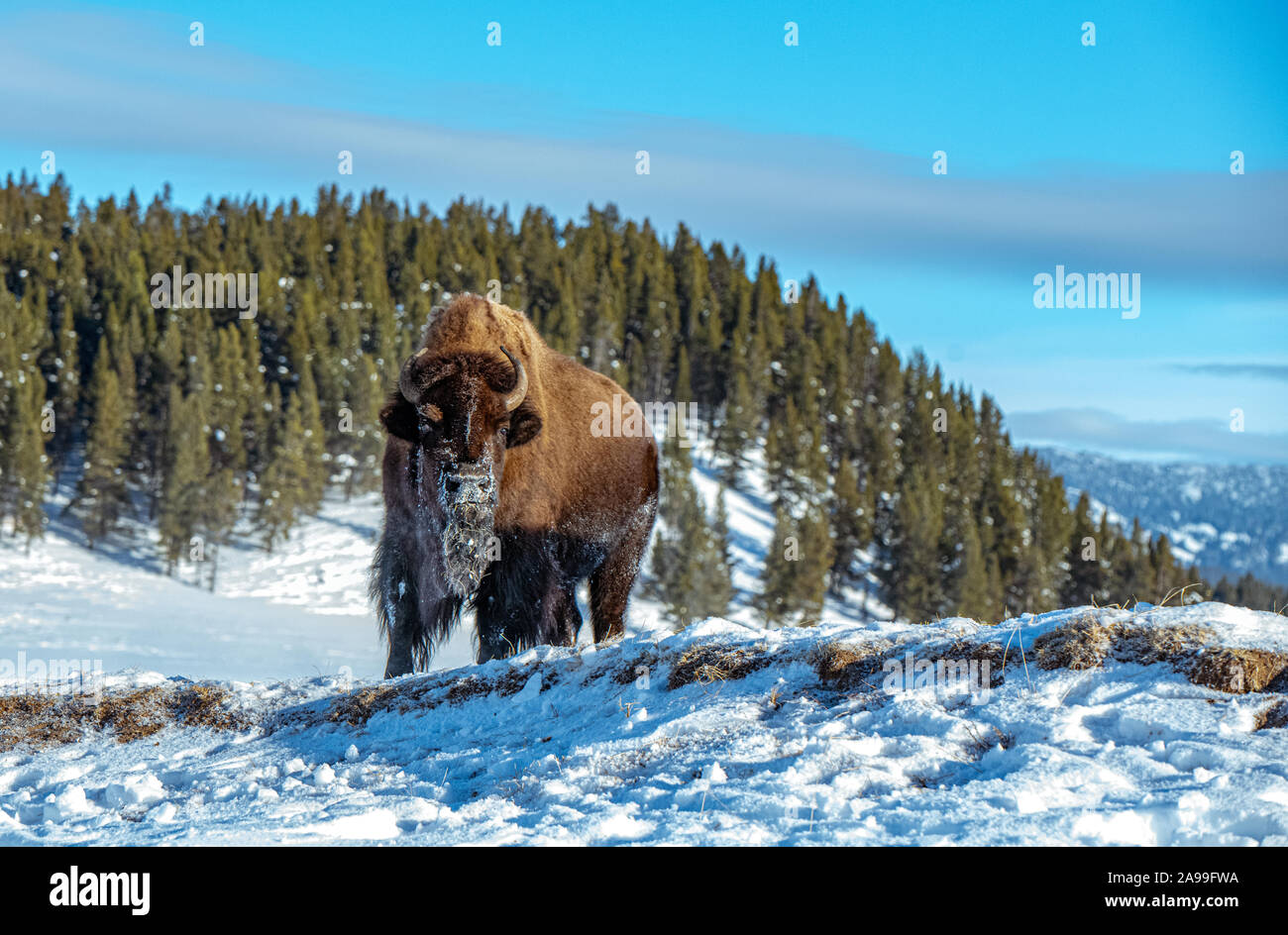 Bison overlook 2 Stock Photo - Alamy