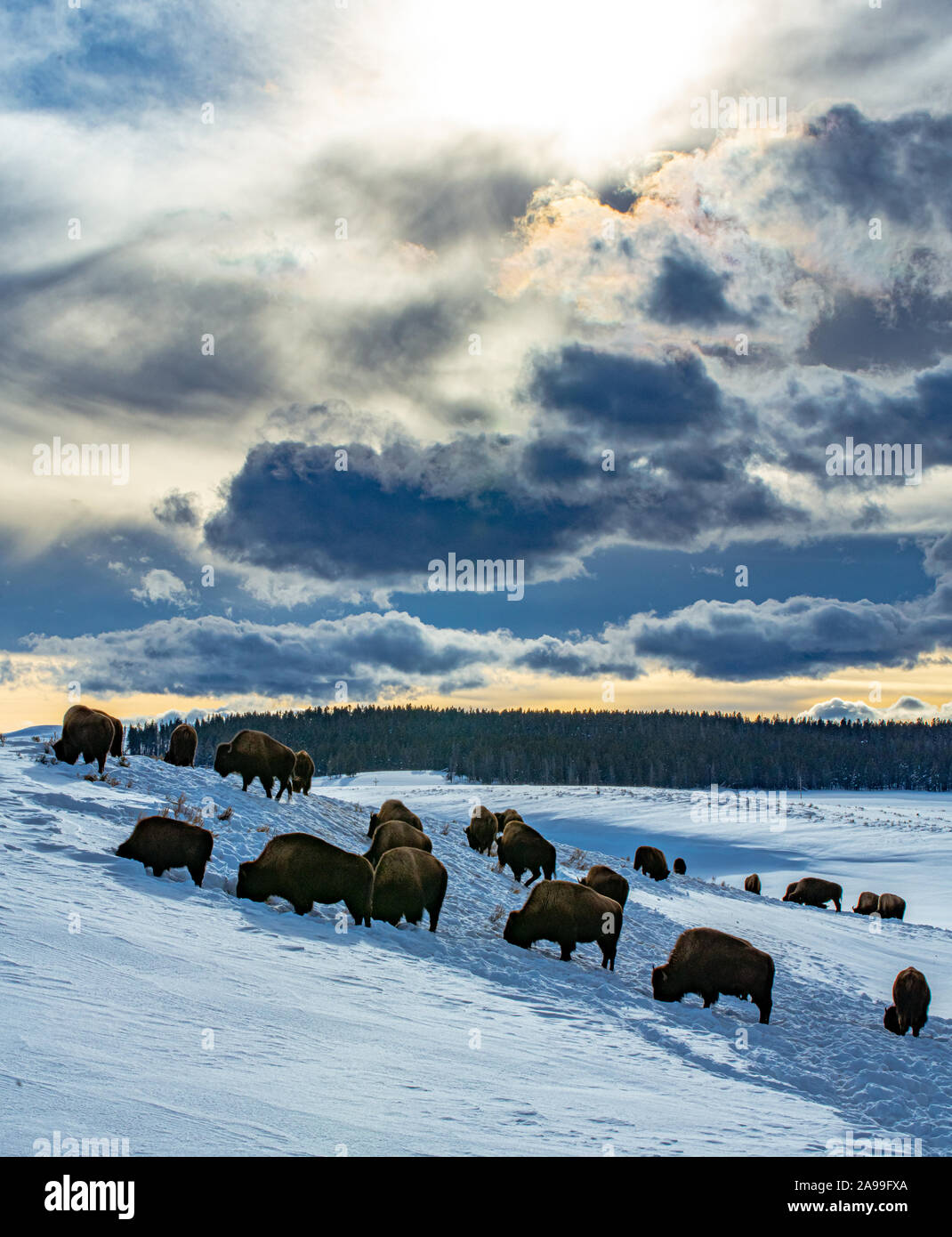Bison with beautiful mountains hi-res stock photography and images - Alamy