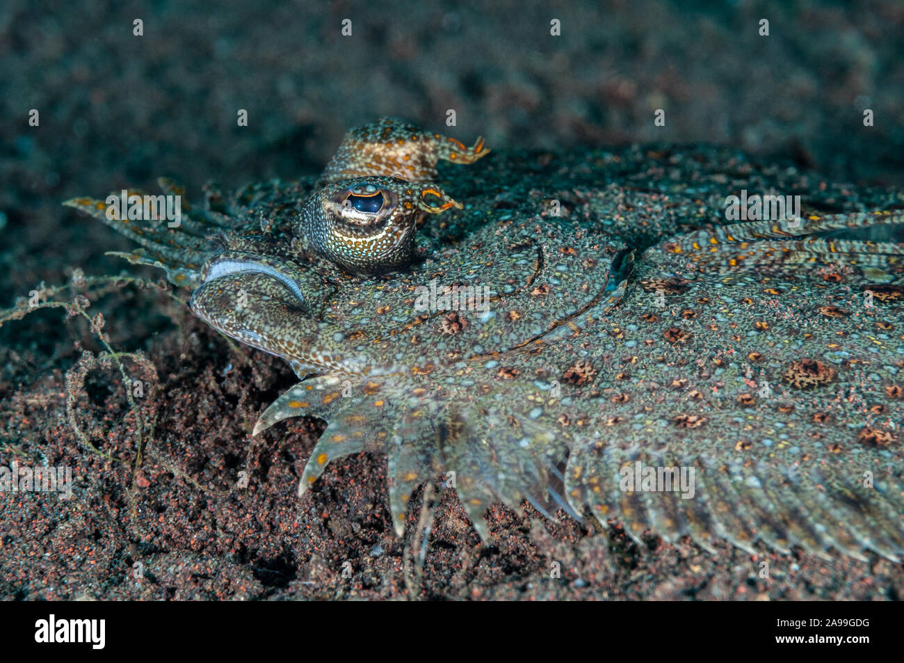 Leopard Flounder, Bothus pantherinus, Tulamben, Bali, Indonesia Stock ...