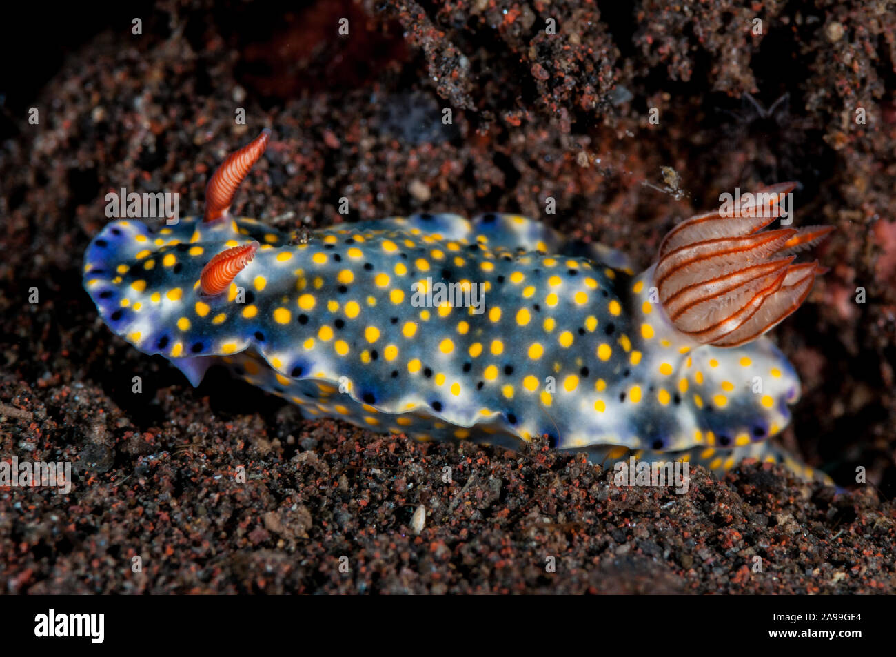 Hypselodoris roo hi-res stock photography and images - Alamy