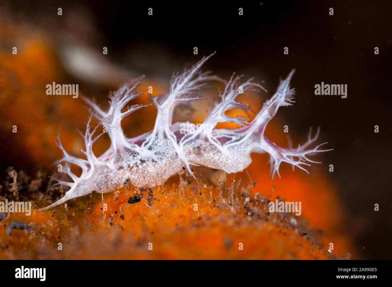 Tritonia sp hi-res stock photography and images - Alamy