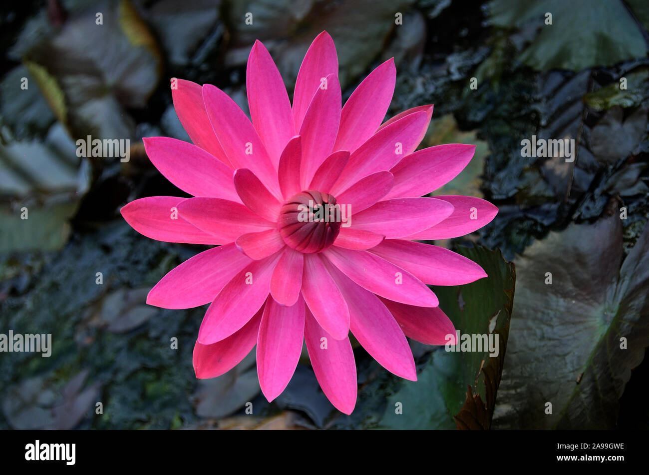 Family Of Flowering Plants High Resolution Stock Photography and Images ...