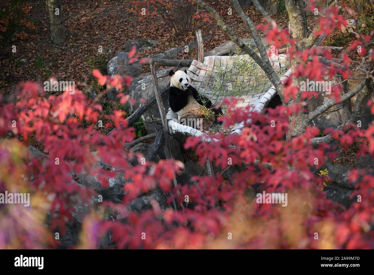 Smithsonian's zoo dc hi-res stock photography and images - Alamy