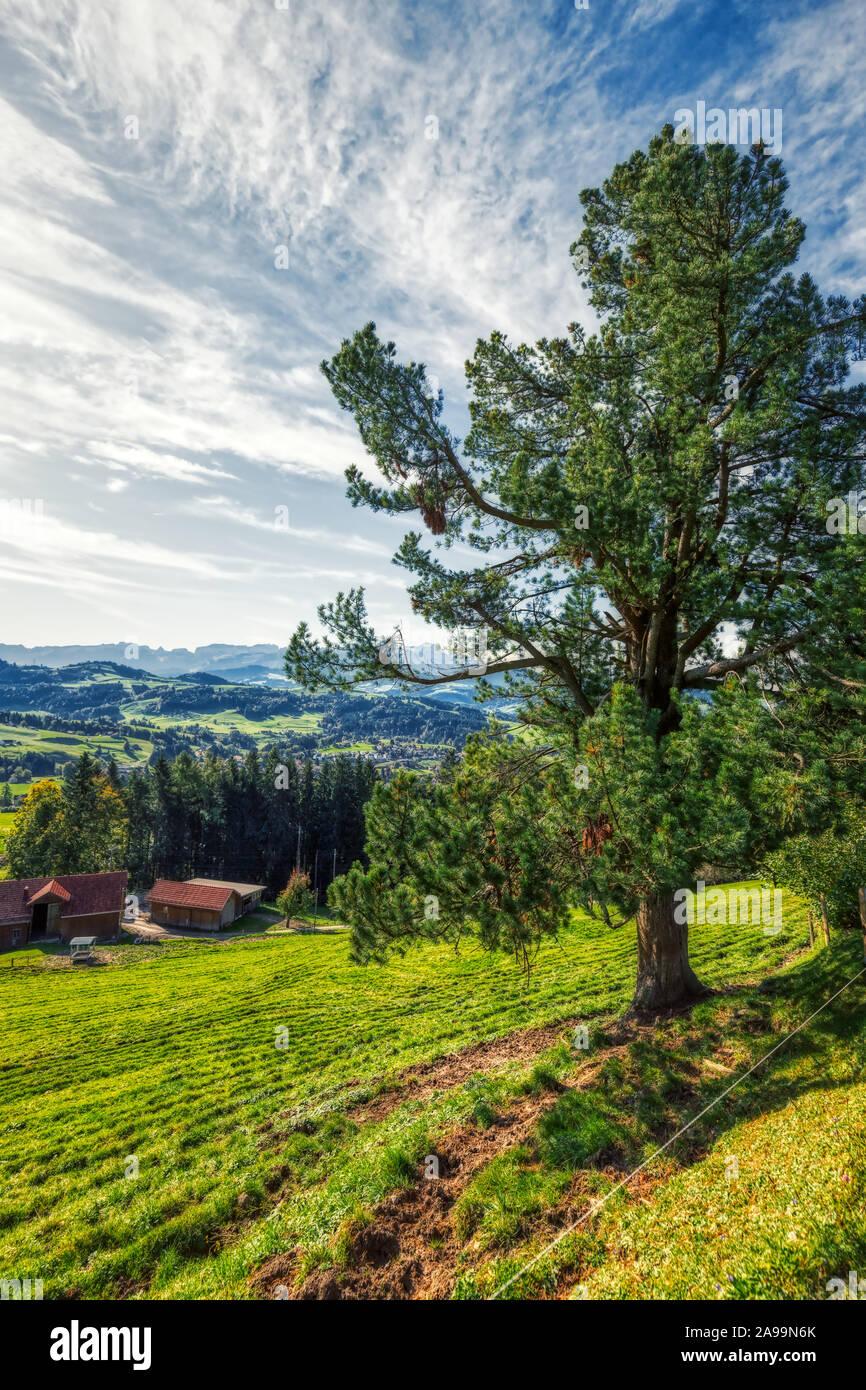 Beautiful trees on daylight at swiss alps, summer Stock Photo - Alamy