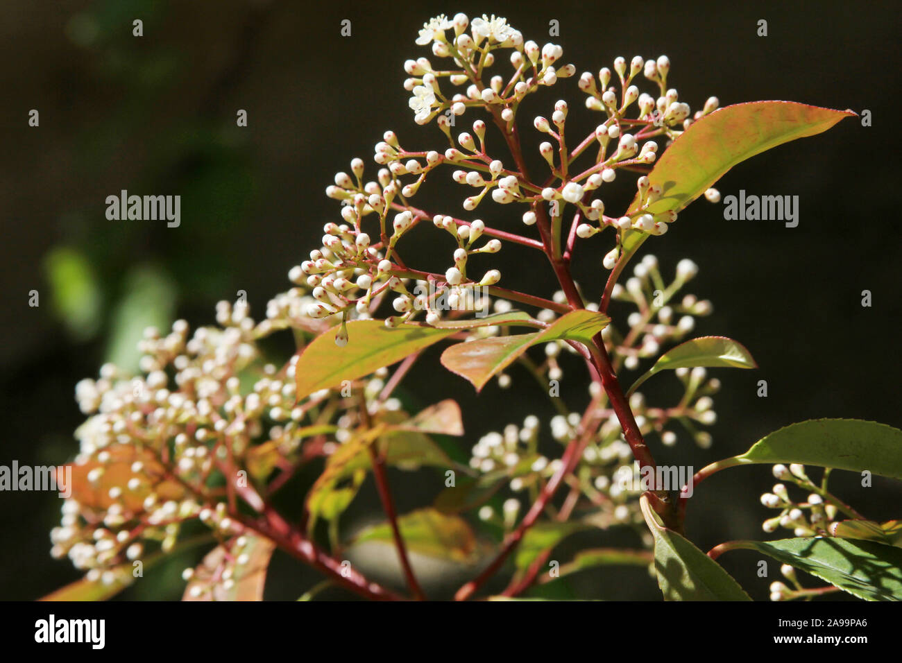 An evergreen laurestine (Viburnum tinus Stock Photo - Alamy