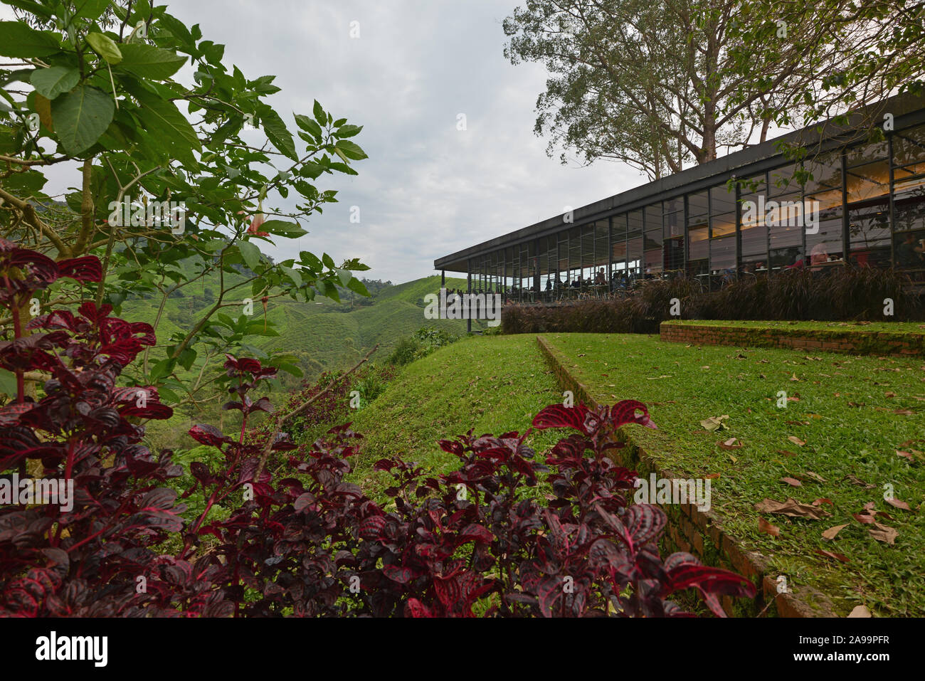 Boh tea plantation cafe hi-res stock photography and images - Alamy