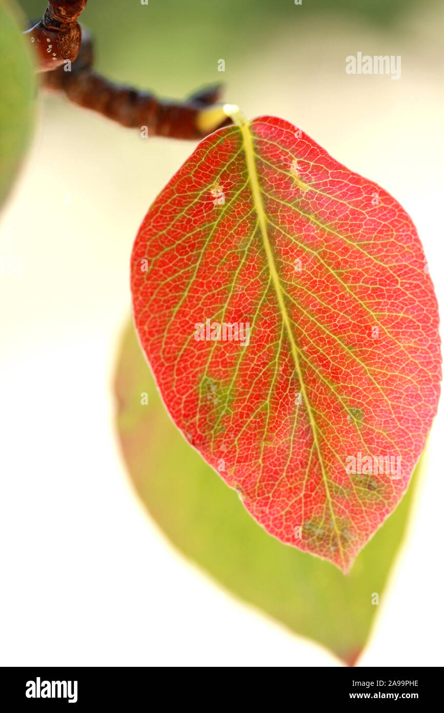 Red and Green Autumn Pear Tree Leaves Stock Photo - Alamy