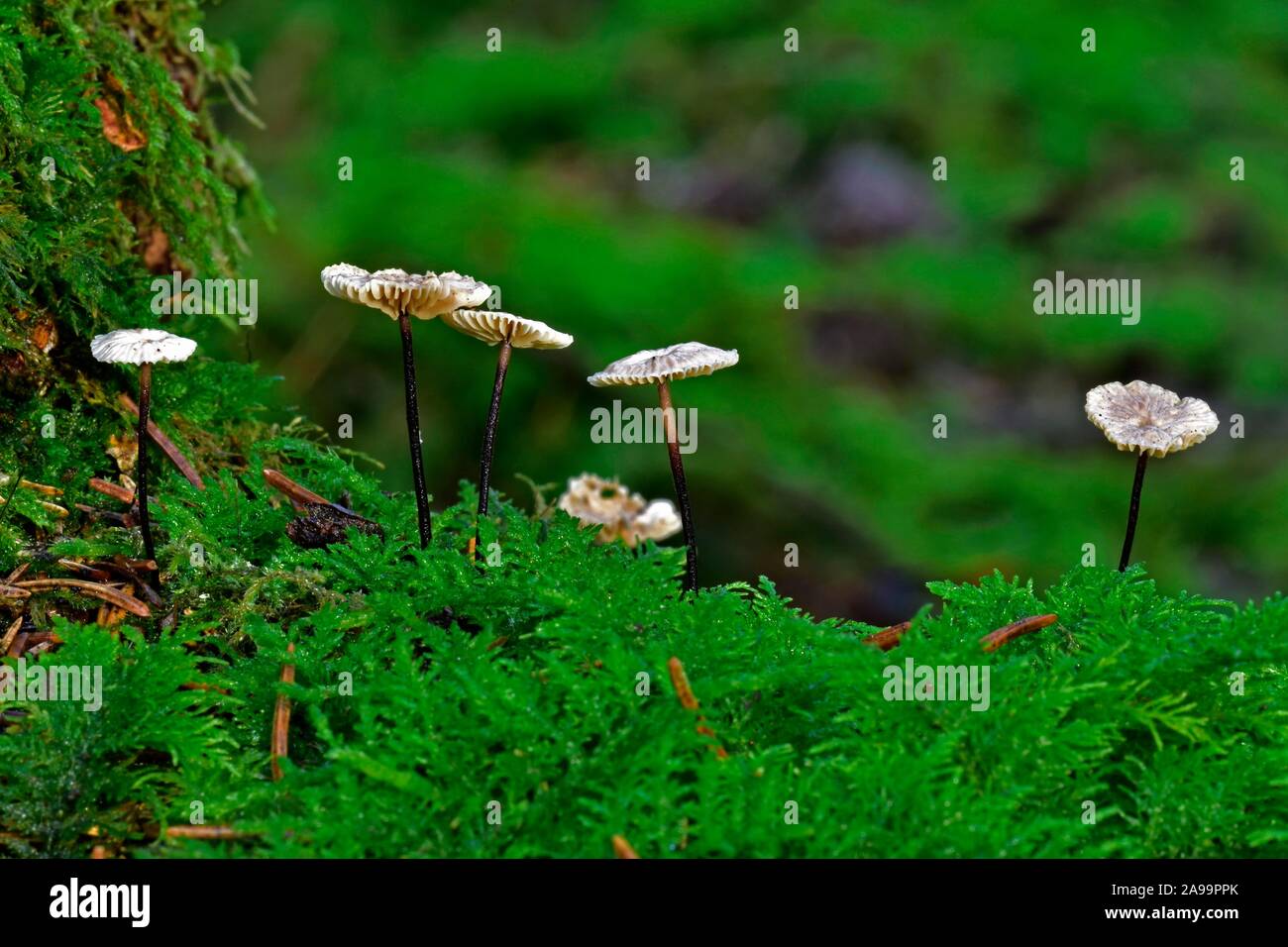 Perforans hi-res stock photography and images - Alamy