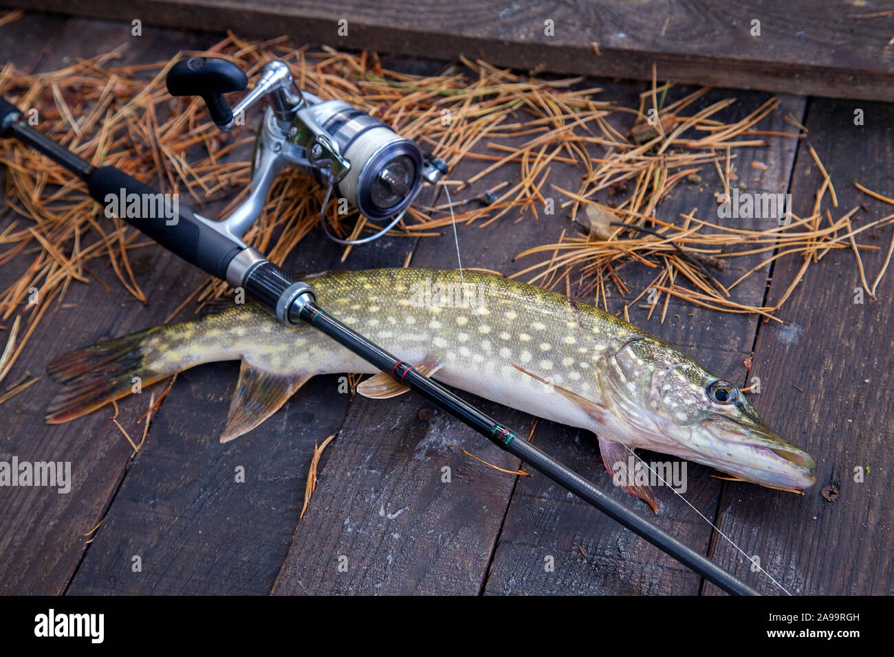 Freshwater Northern pike fish know as Esox Lucius and fishing rod with ...