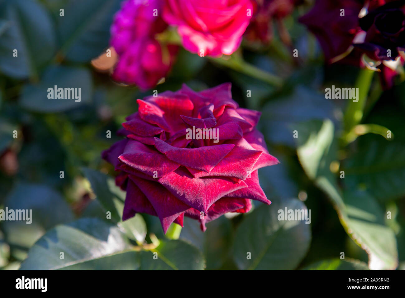 A dark red blossoming roses in the garden. Beautiful dark red rose bush ...