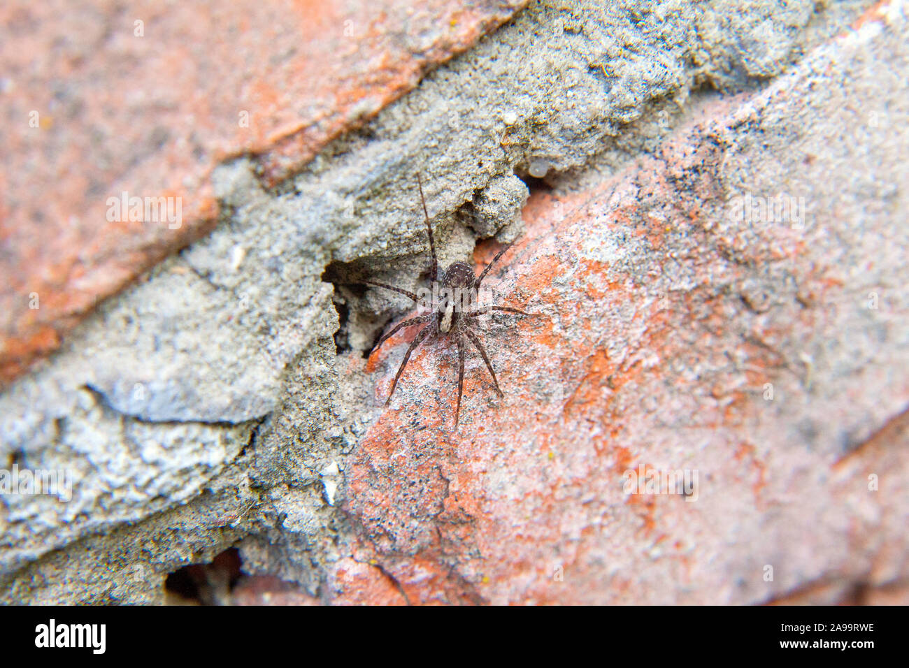 Macro shot of small grey spider on brick background. Tiny / Small ...