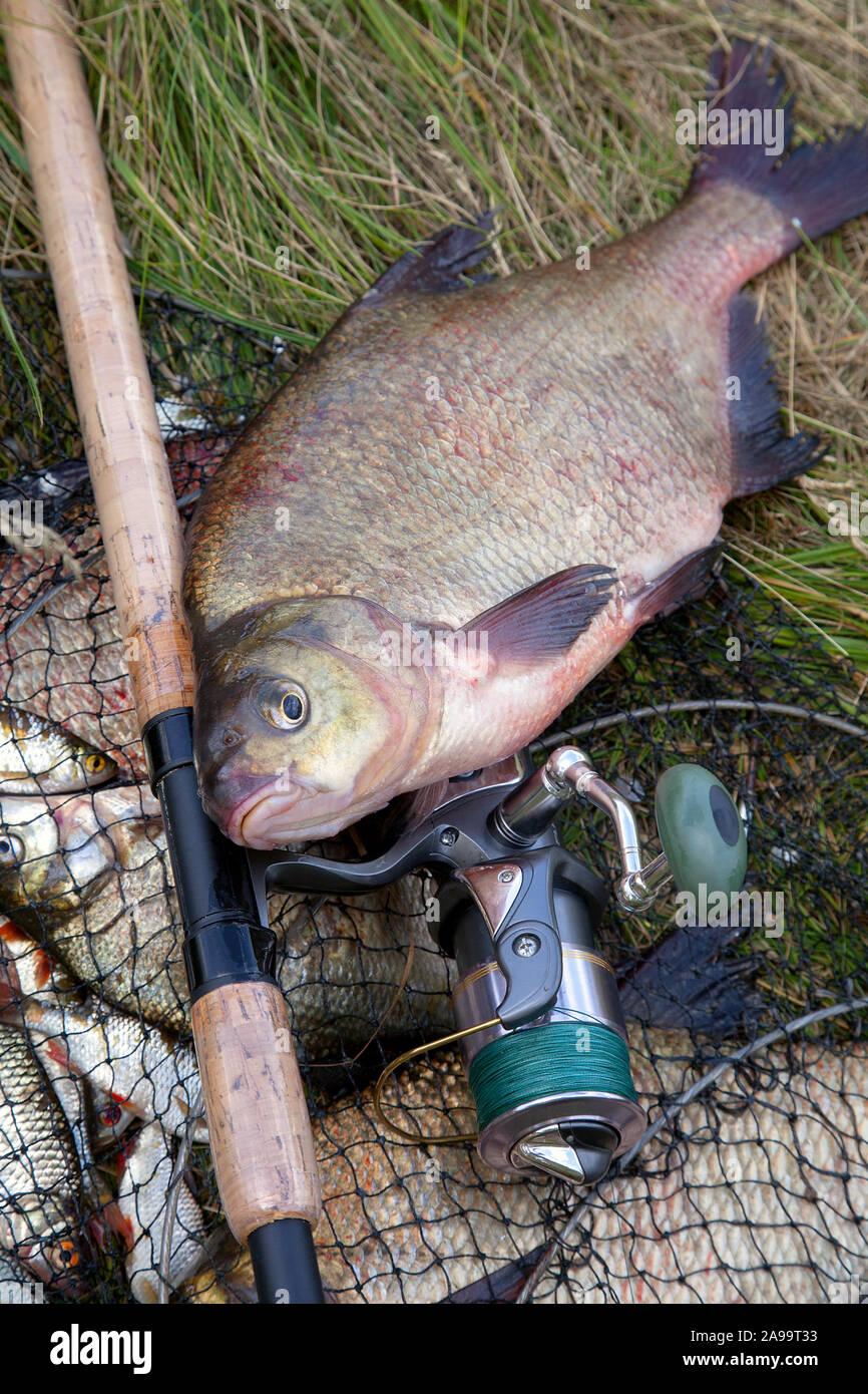 Good catch. Close up view of just taken from the water big freshwater ...