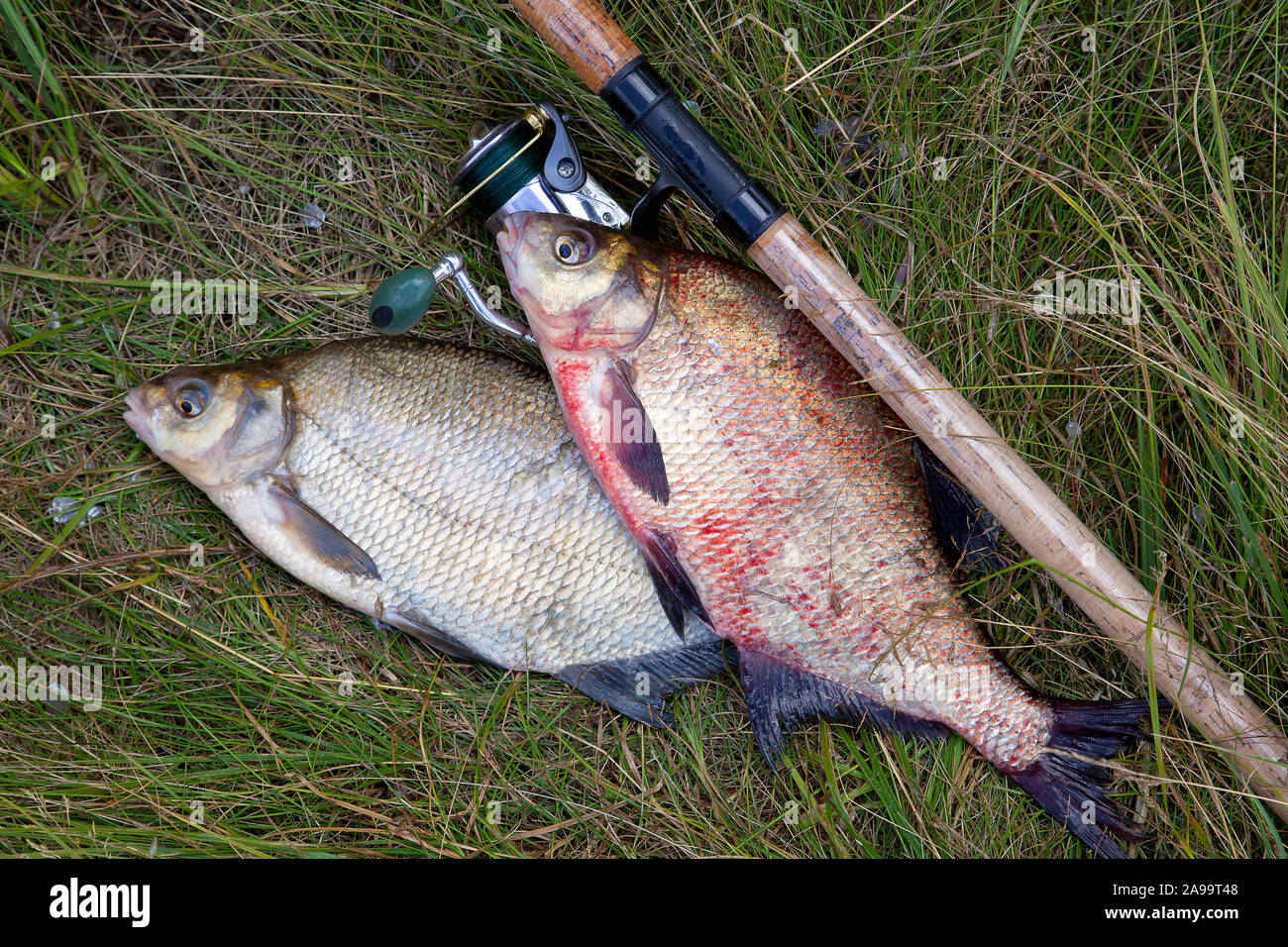 Good catch. Just taken from the water big freshwater common bream known ...