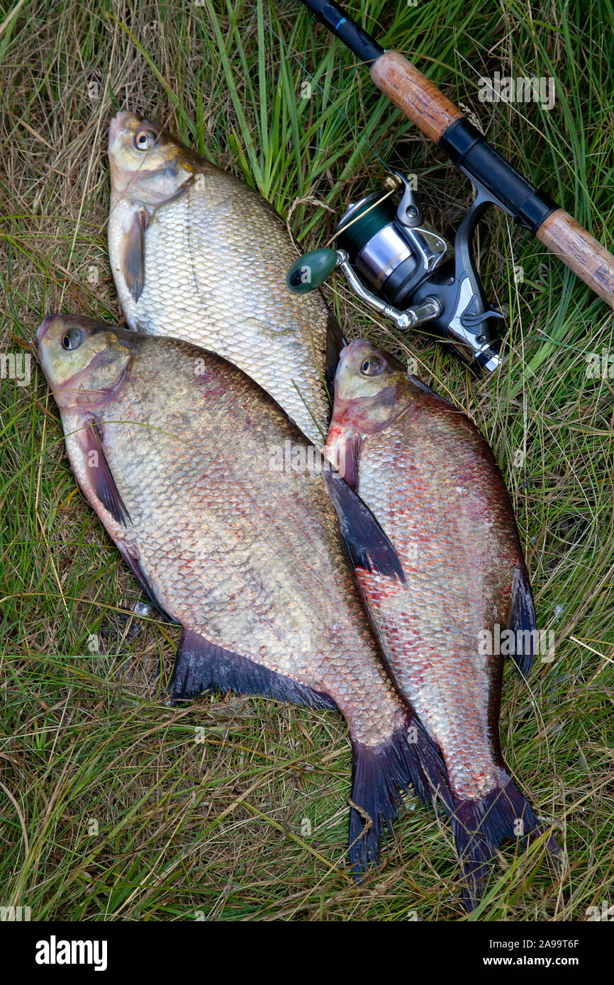 Good catch. Close up view of just taken from the water big freshwater ...