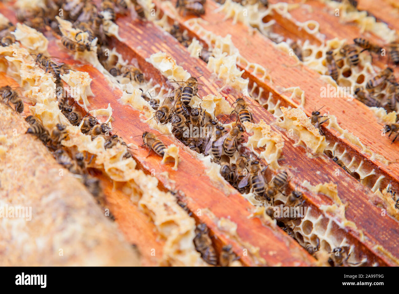 Close up view of the opened beehive body showing the frames populated ...