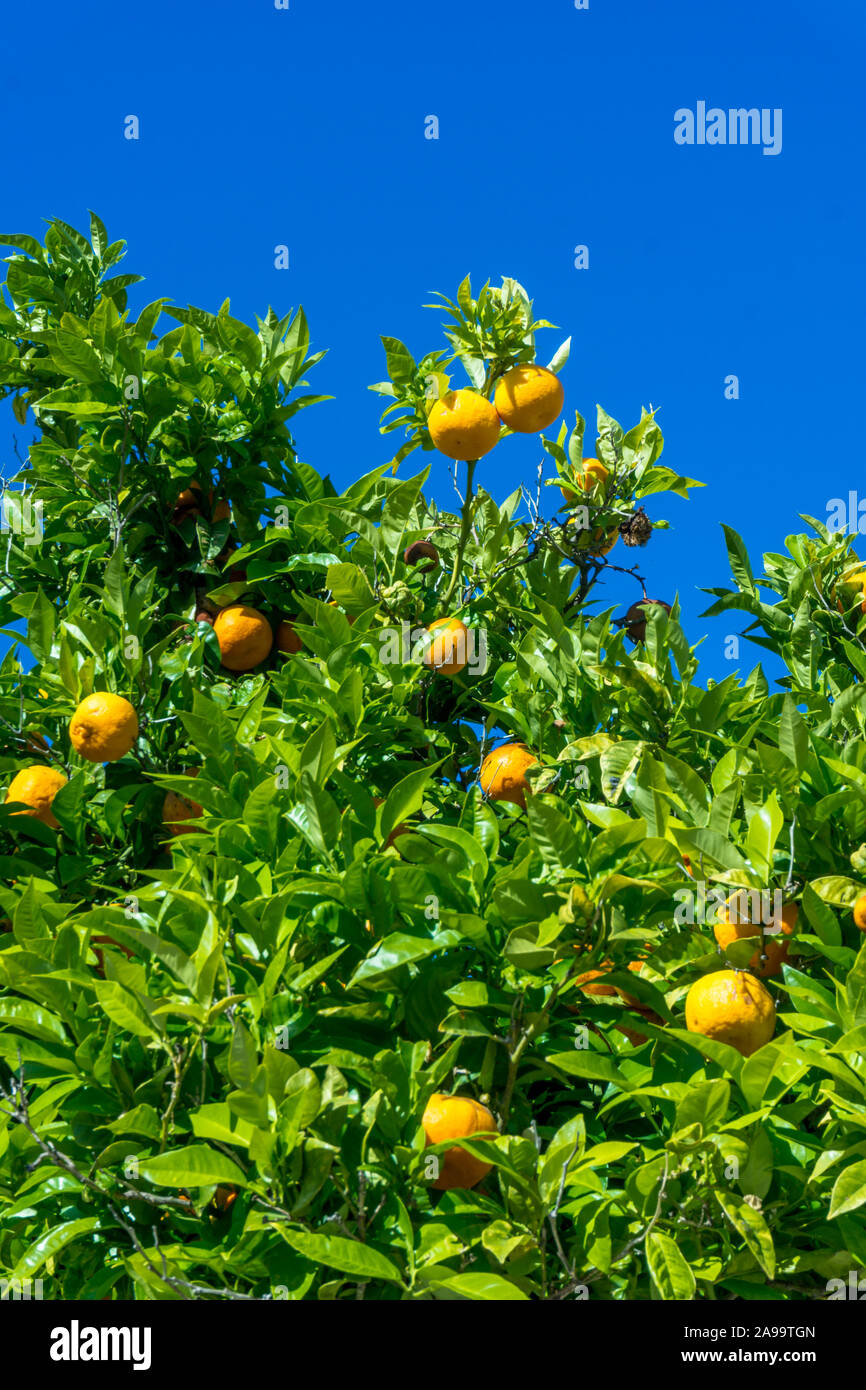 Citrus cultivation hi-res stock photography and images - Alamy