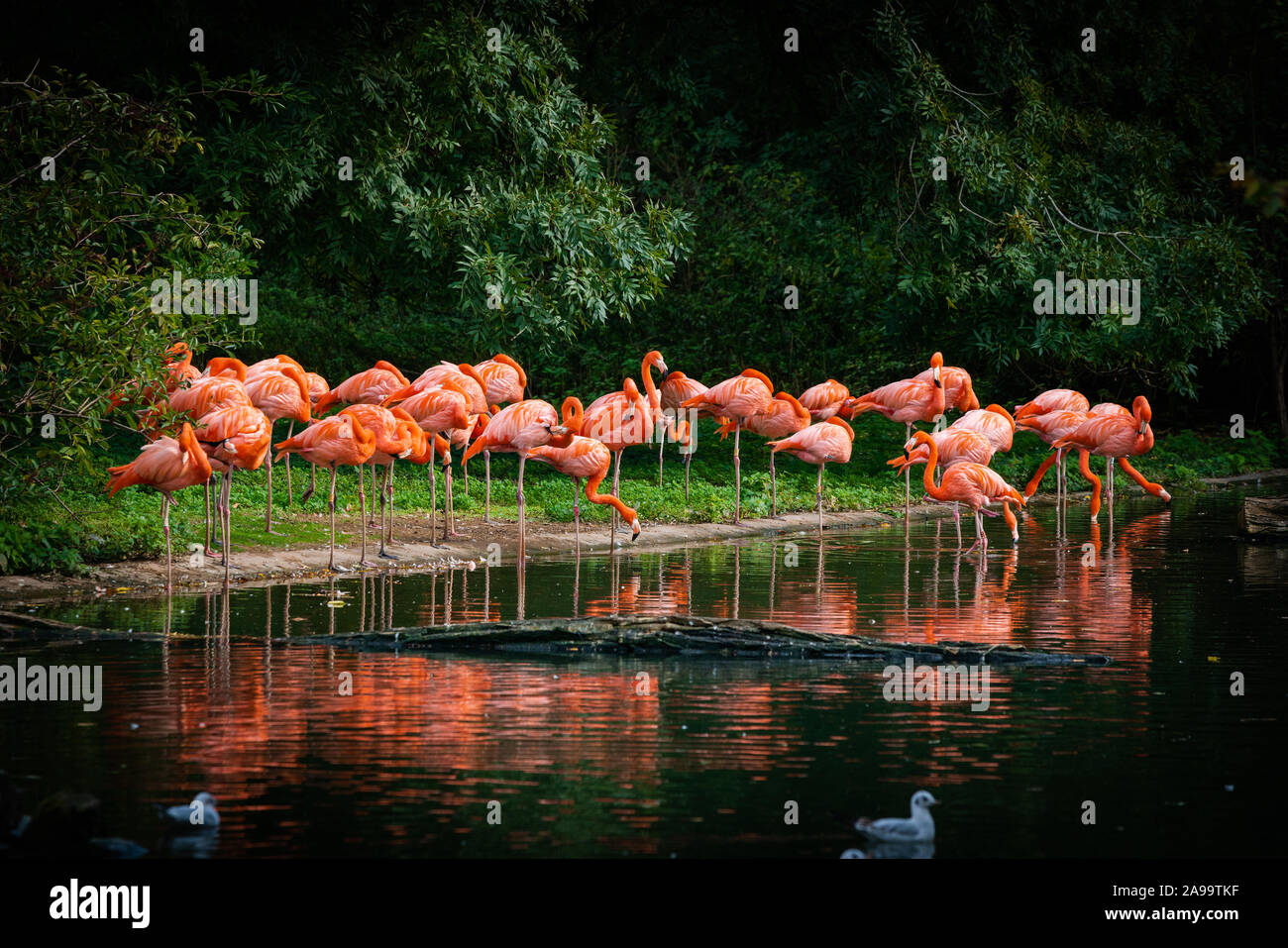 flamingo standing in water with reflection Stock Photo - Alamy