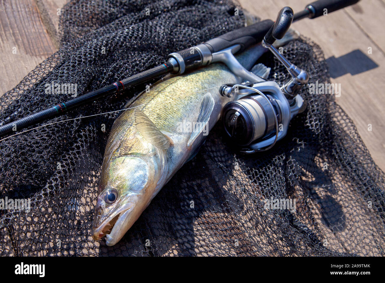 Freshwater zander fish know as sander lucioperca just taken from the ...