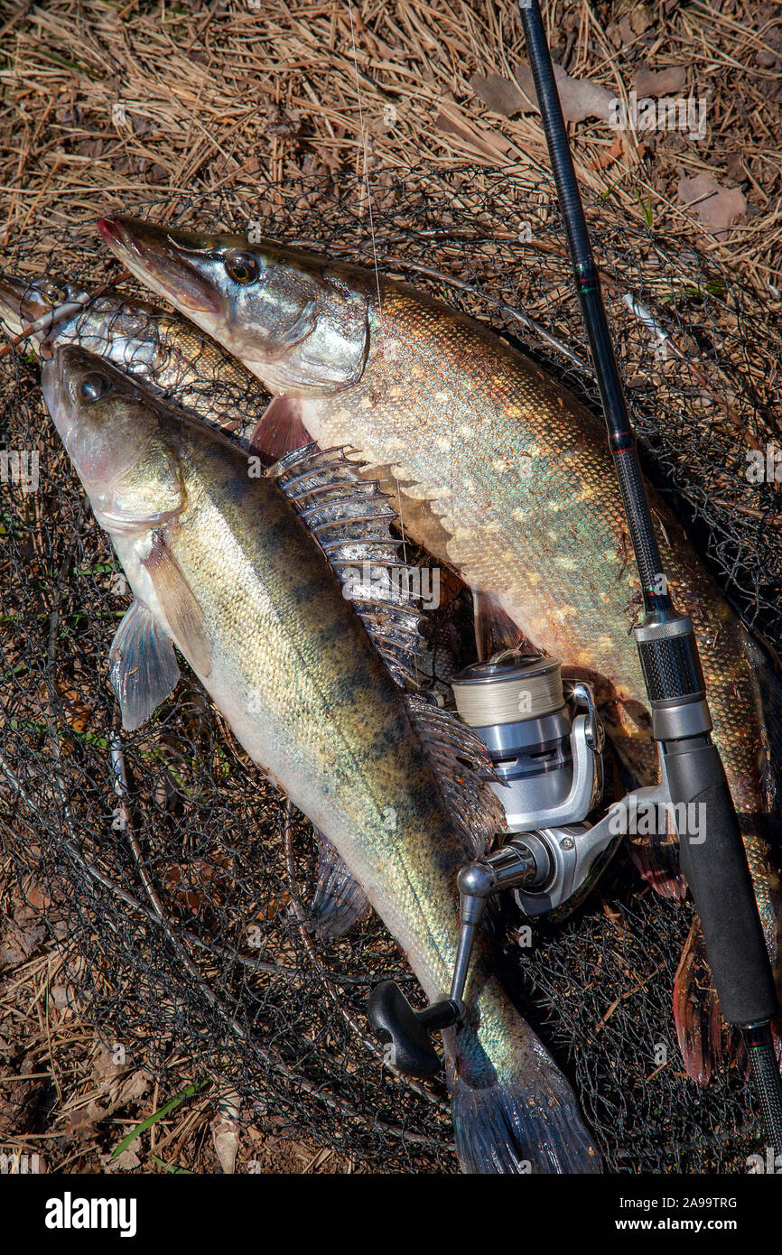 Fishing concept, trophy catch - big freshwater zander fish know as ...