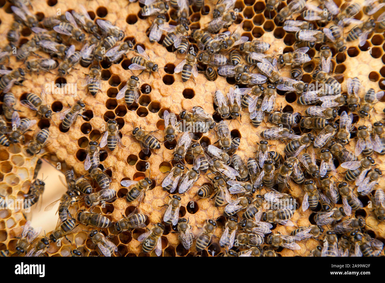 Frames of a beehive. Busy bees inside the hive with open and sealed ...
