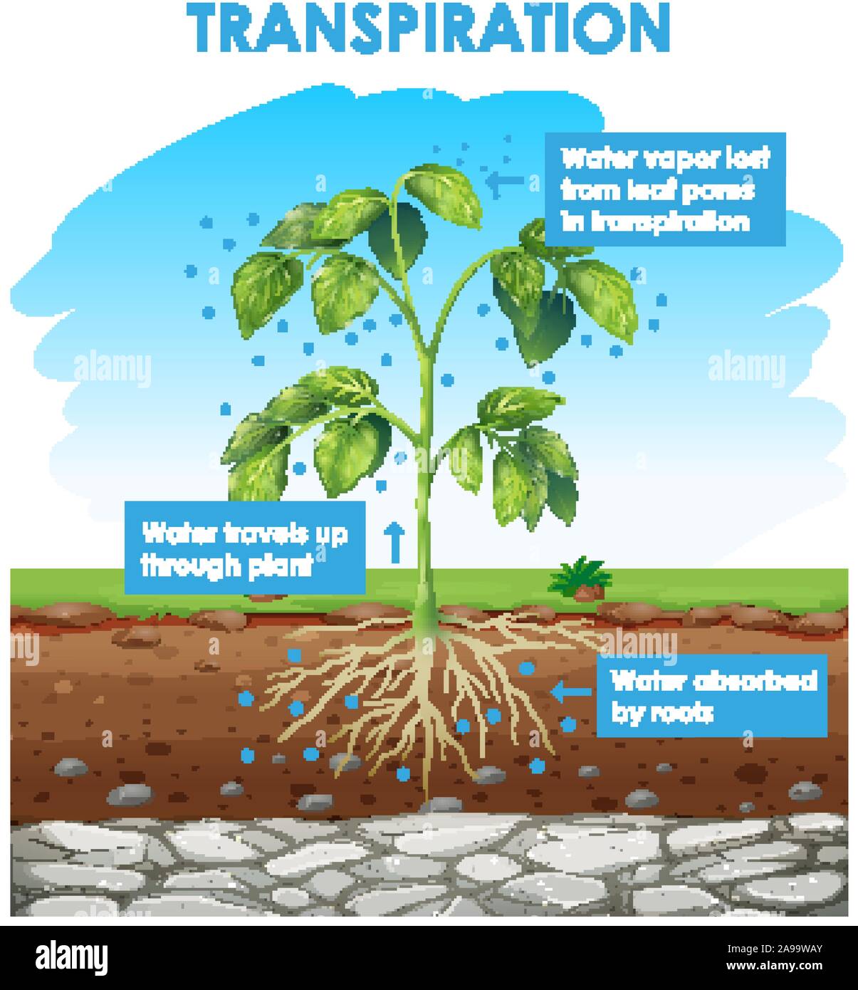 Diagram showing transpiration in plant illustration Stock Vector Image ...