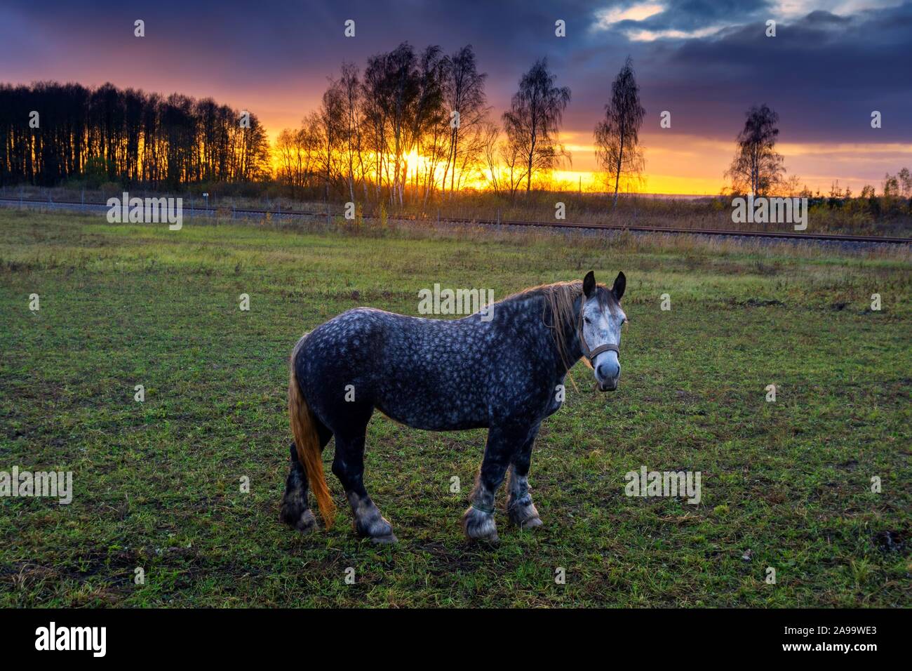 Dappled gray stallion hi-res stock photography and images - Alamy