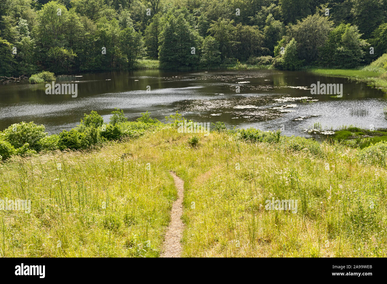 Bornholm, Lilleborg, Almindingen, See Stock Photo - Alamy
