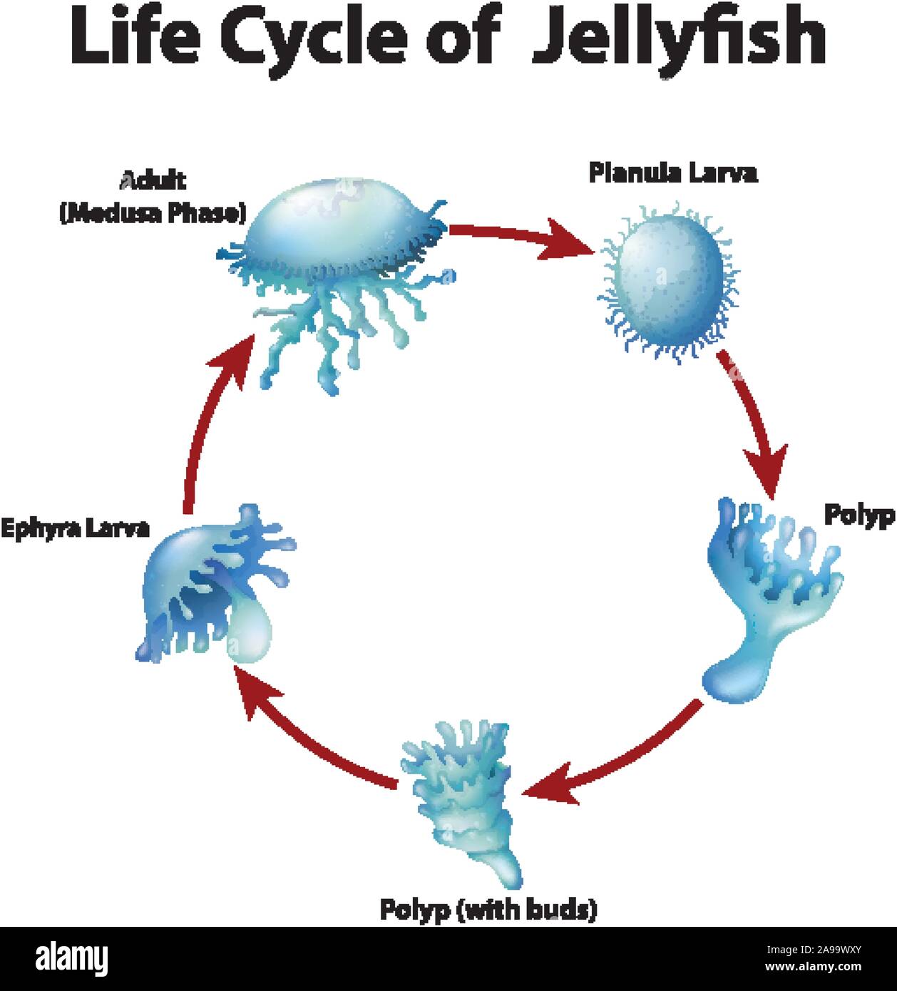 Insect diagram life cycle Cut Out Stock Images & Pictures - Alamy