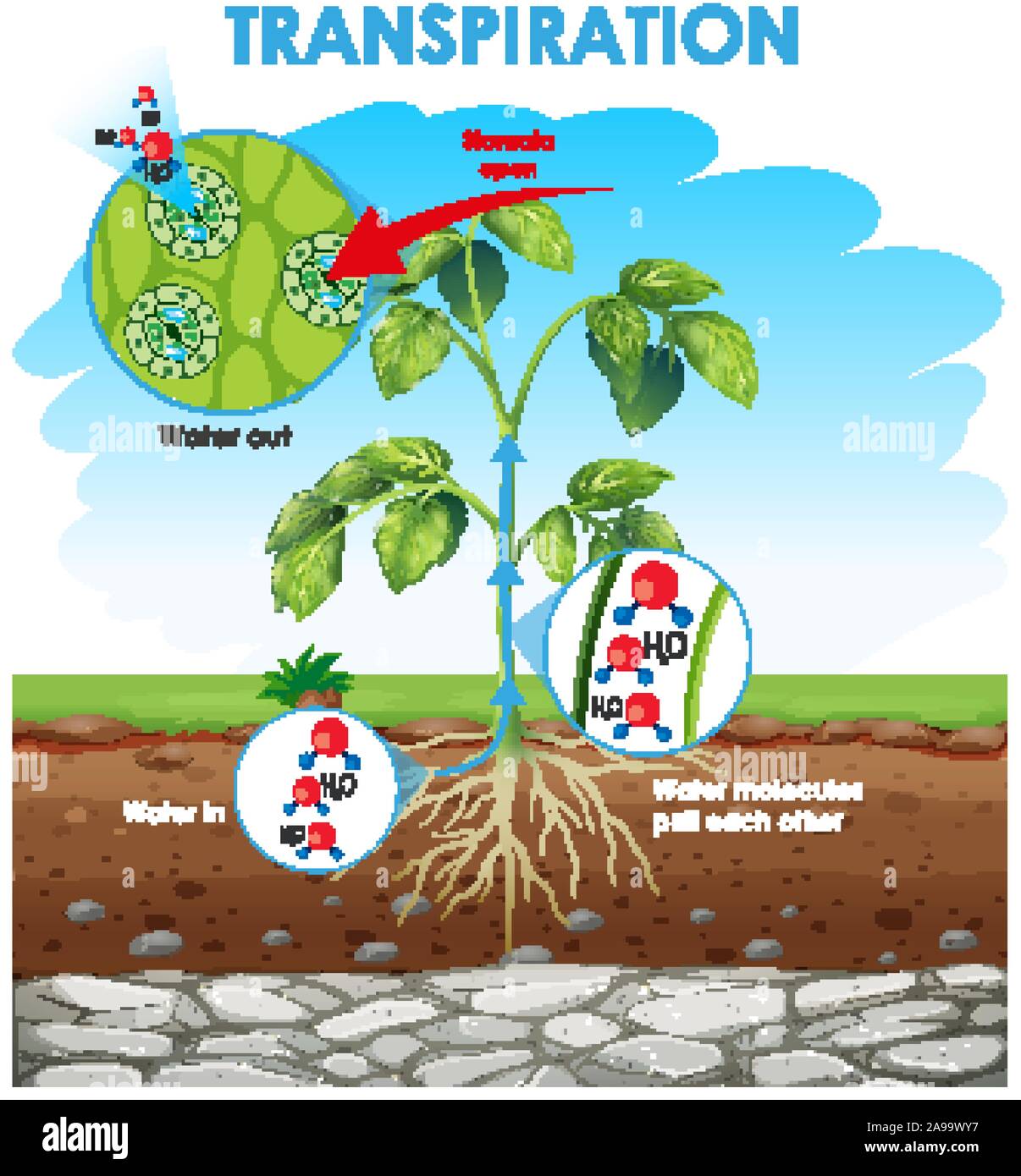 Diagram showing transpiration in plant illustration Stock Vector Image ...