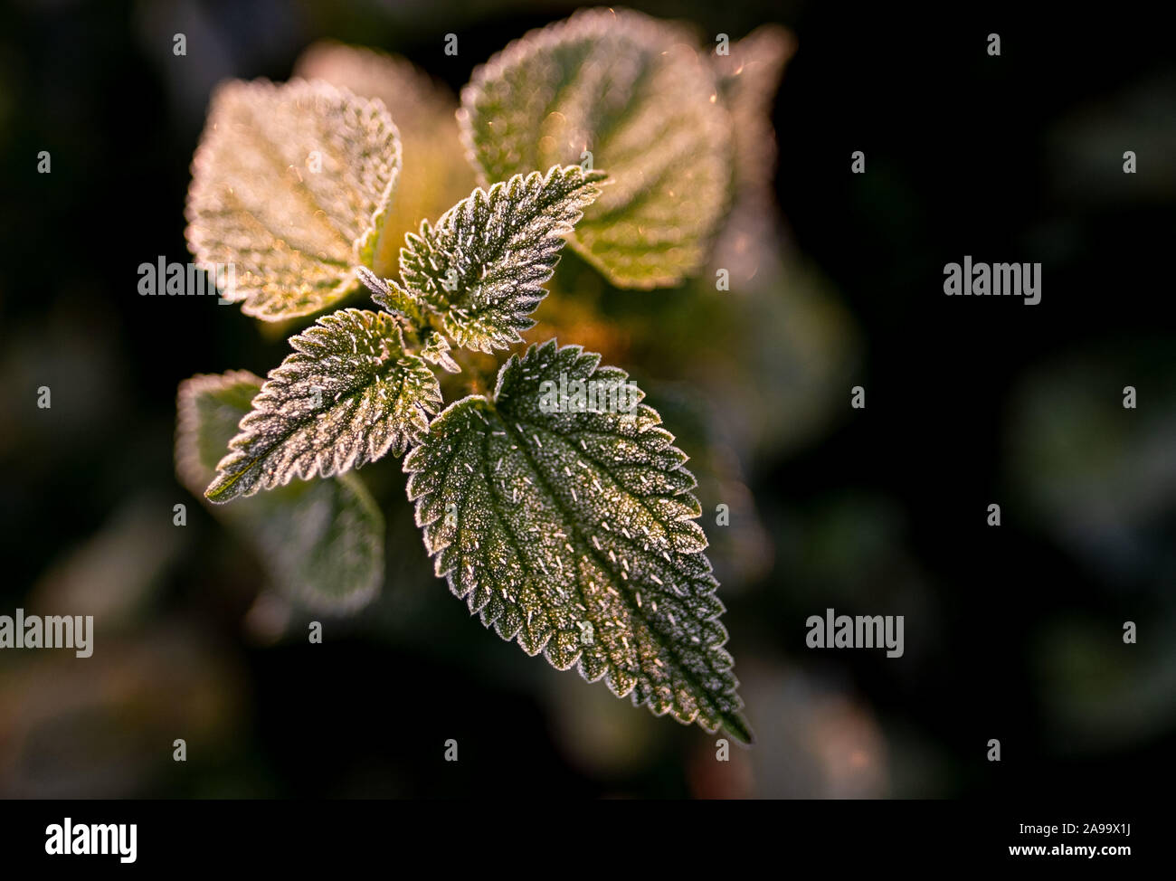 Hanover, Germany. 14th Nov, 2019. Frost particles can be seen on the ...