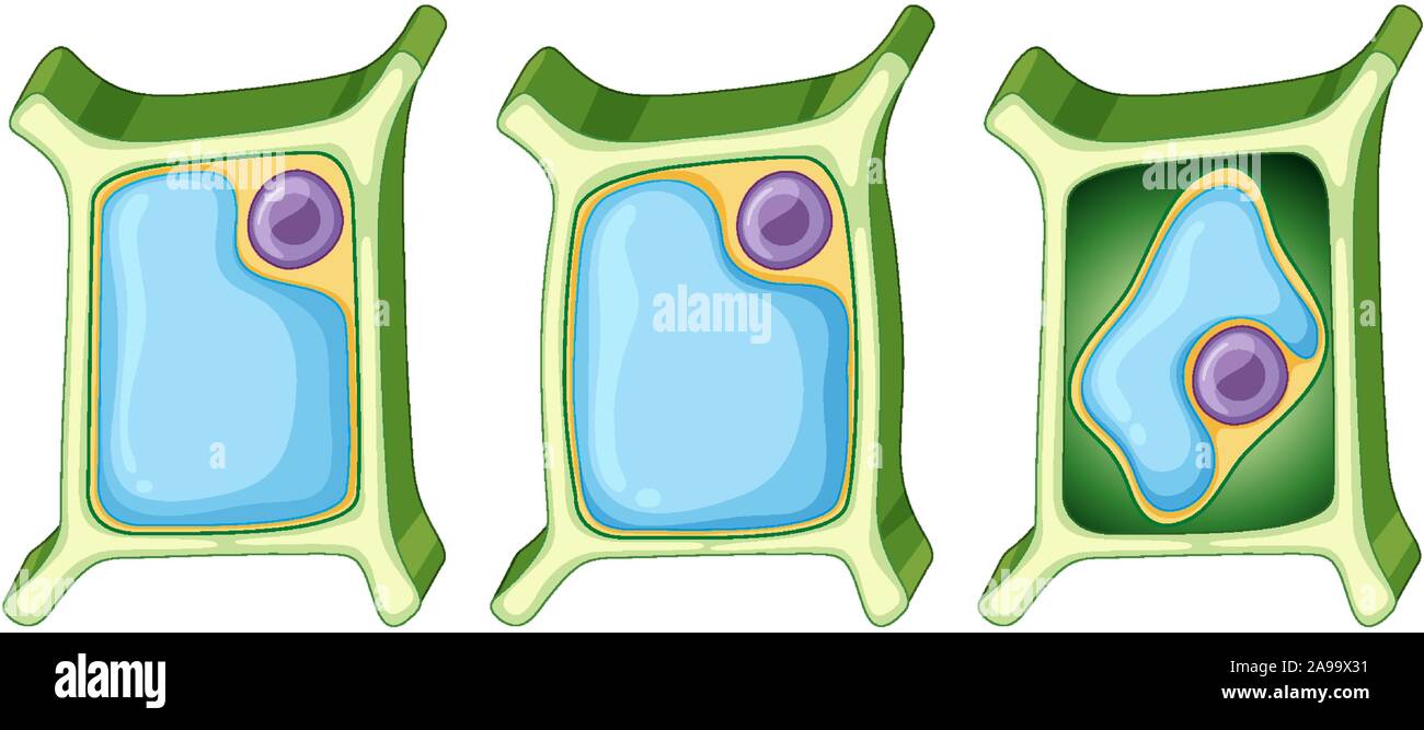 Plant cell in different stages illustration Stock Vector Image & Art ...