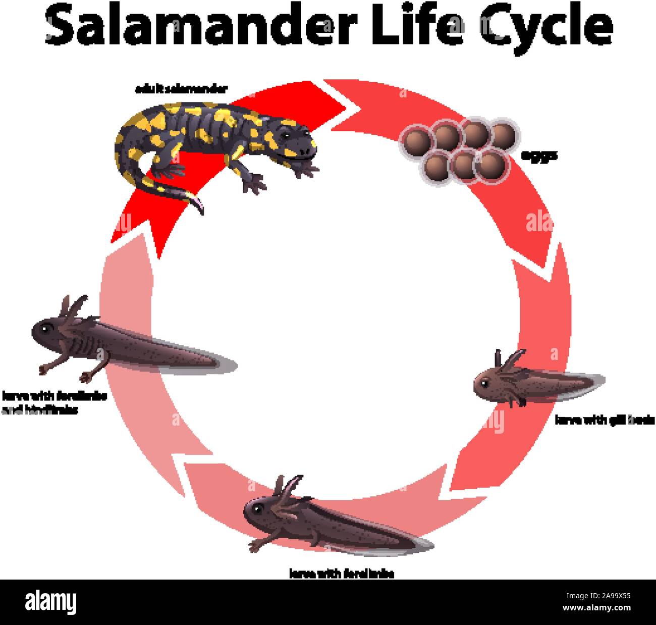 Diagram showing life cycle of salamander illustration Stock Vector ...
