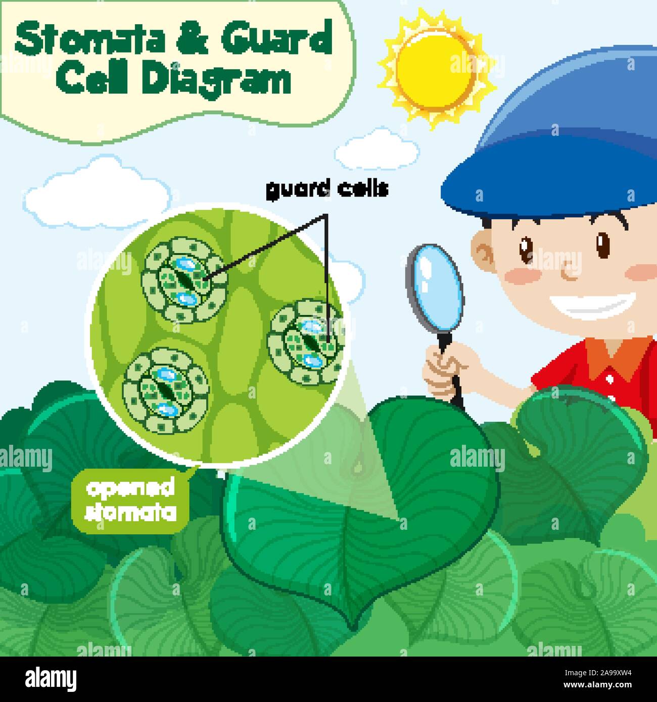 Diagram showing stomata and guard cell illustration Stock Vector Image ...