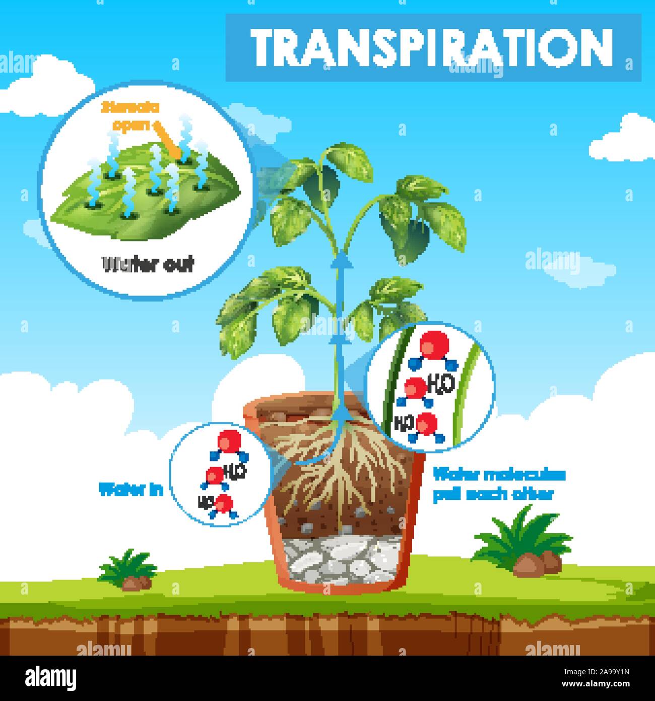 Transpiration Clipart