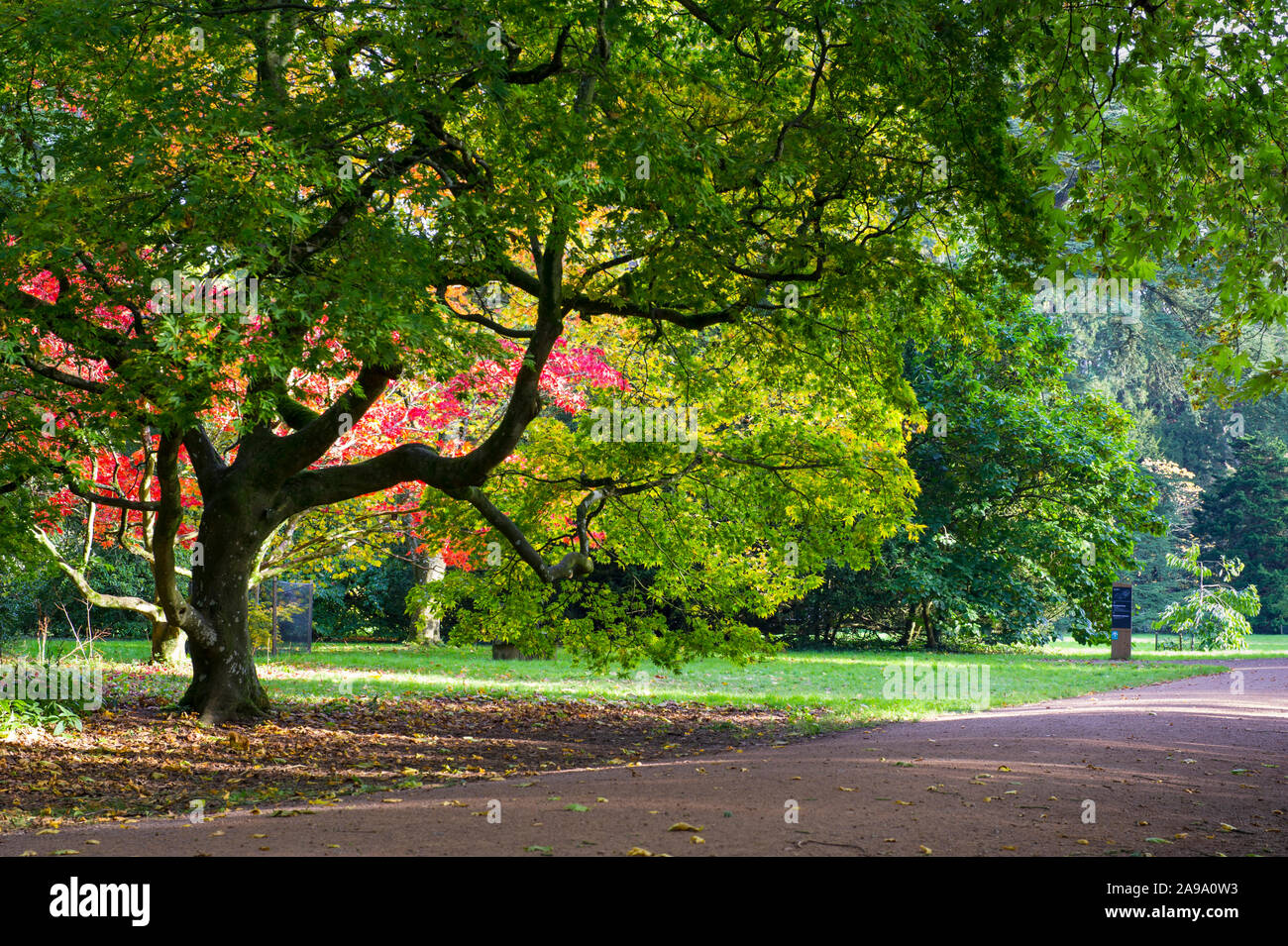 Autumn colours at Westonbirt, The National Arboretum,Gloucestershire ...
