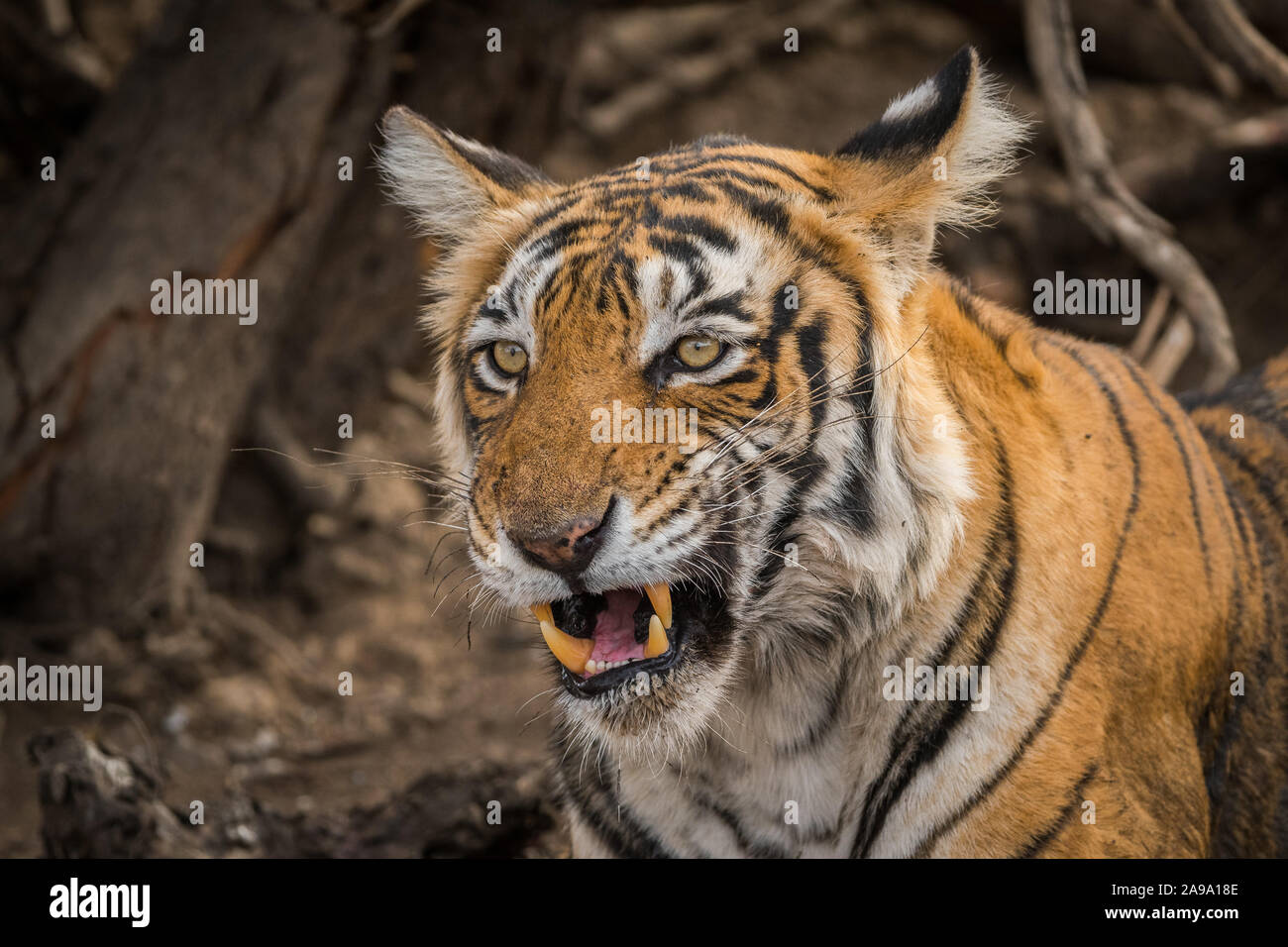 Beautiful royal bengal female tiger portrait or head shot with an eye ...