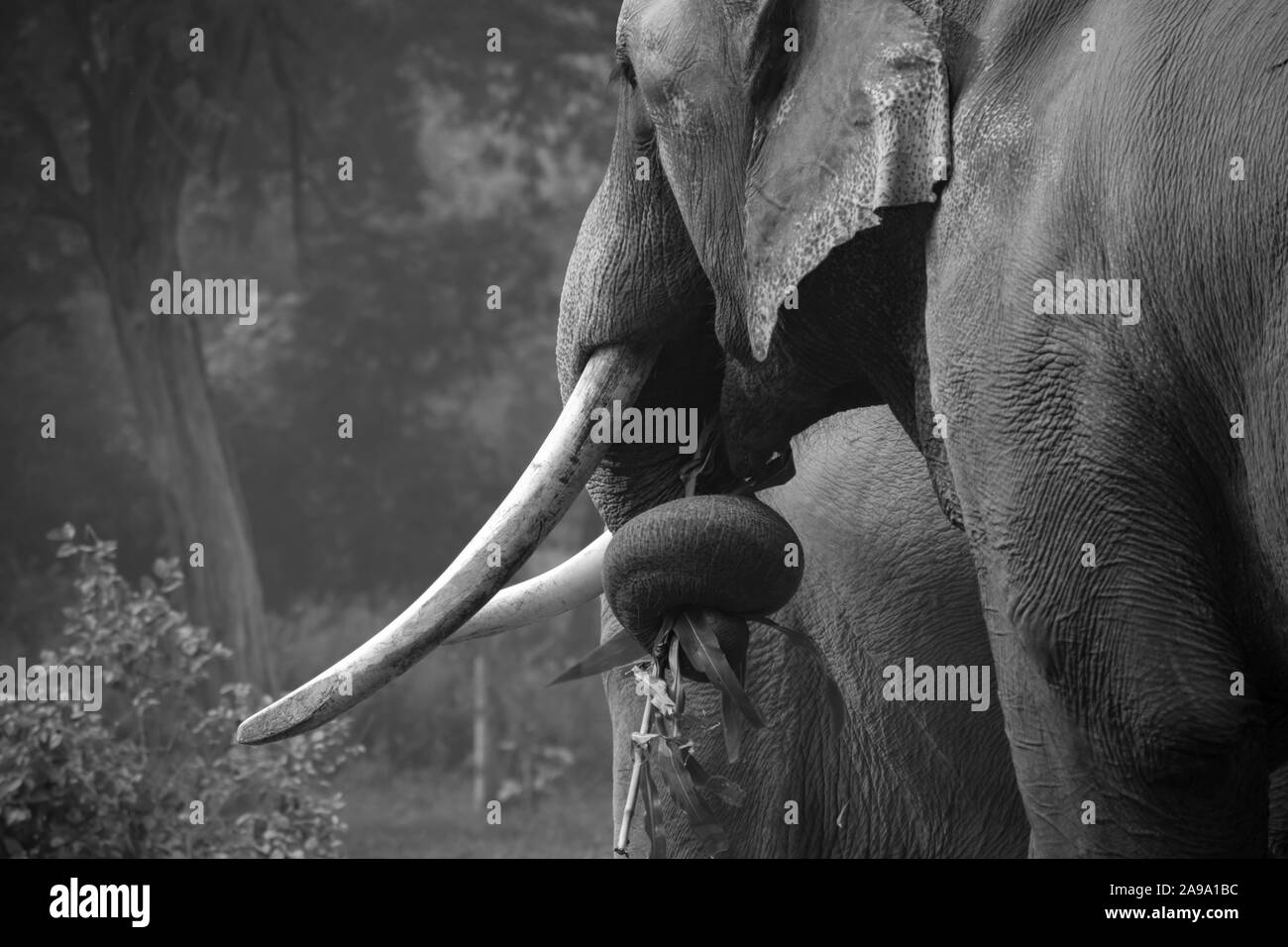 Beautiful breakfast Black and White Stock Photos & Images - Alamy