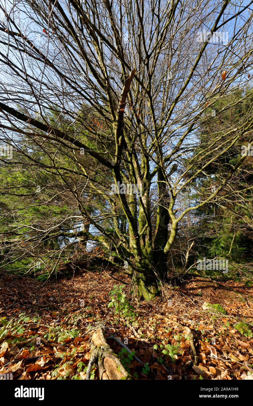 European beech forest fagus sylvatica hi-res stock photography and ...