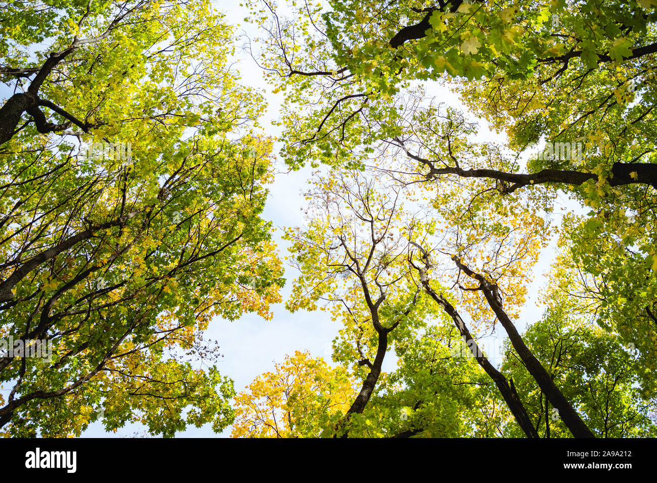 Beautiful tree crowns hi-res stock photography and images - Alamy