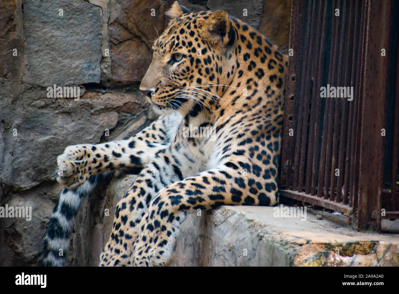 Jaguar sitting and wondering why all the two legged animals are ...