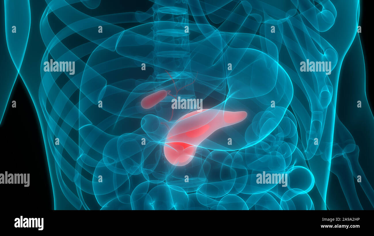 Gallbladder diagram hi-res stock photography and images - Alamy