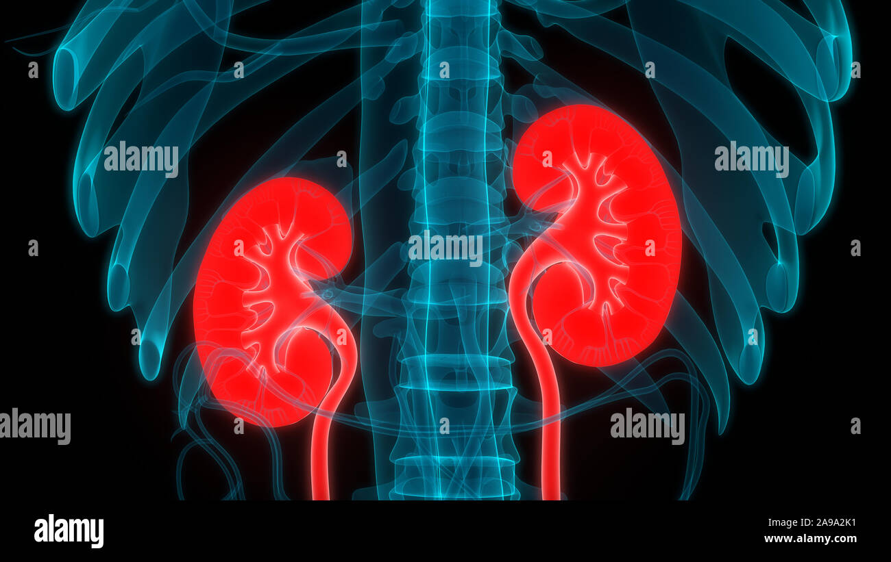 Human Urinary System Kidneys Anatomy Stock Photo - Alamy