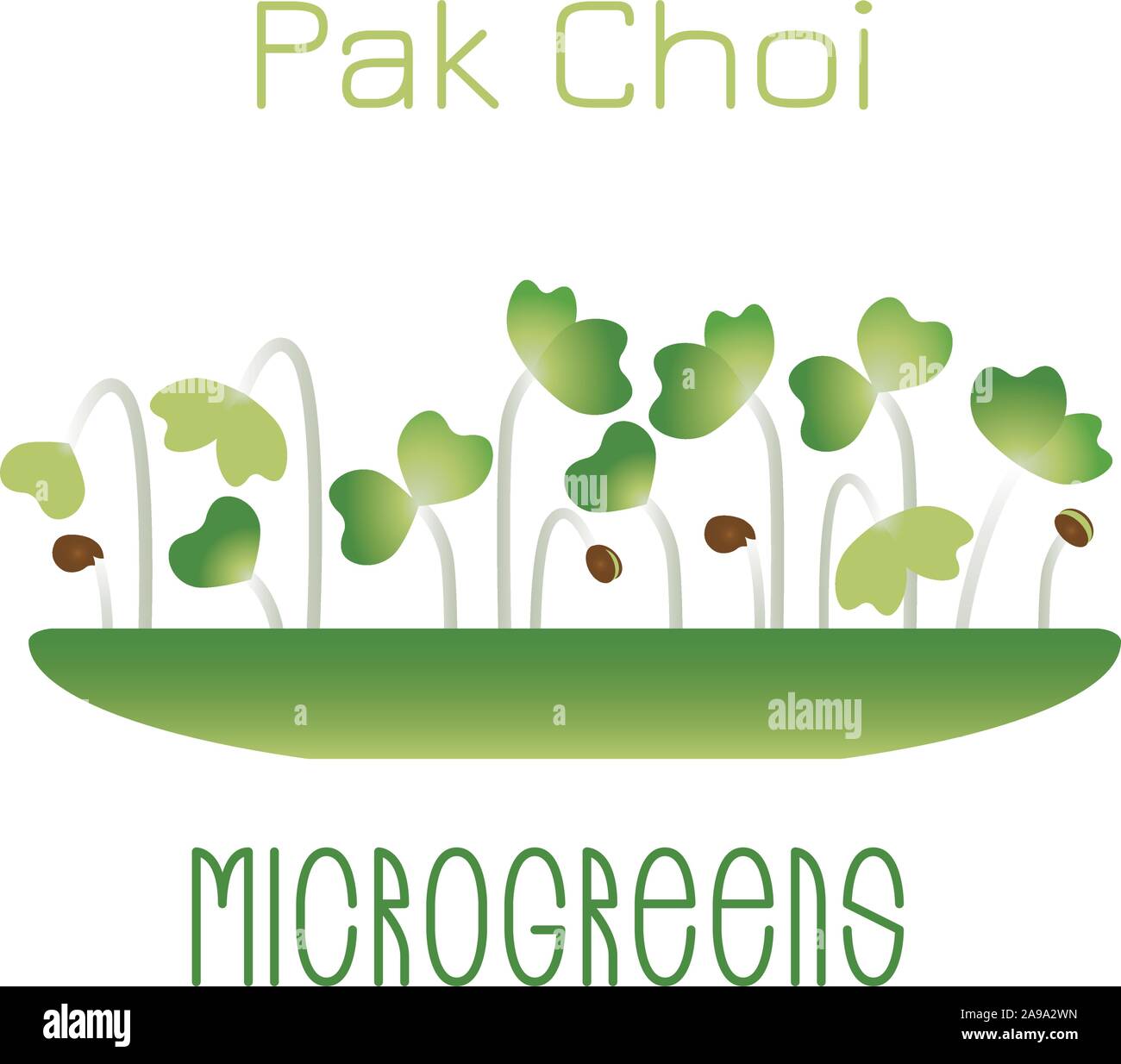 Microgreens Pak Choi. Sprouts in a bowl. Sprouting seeds of a plant ...
