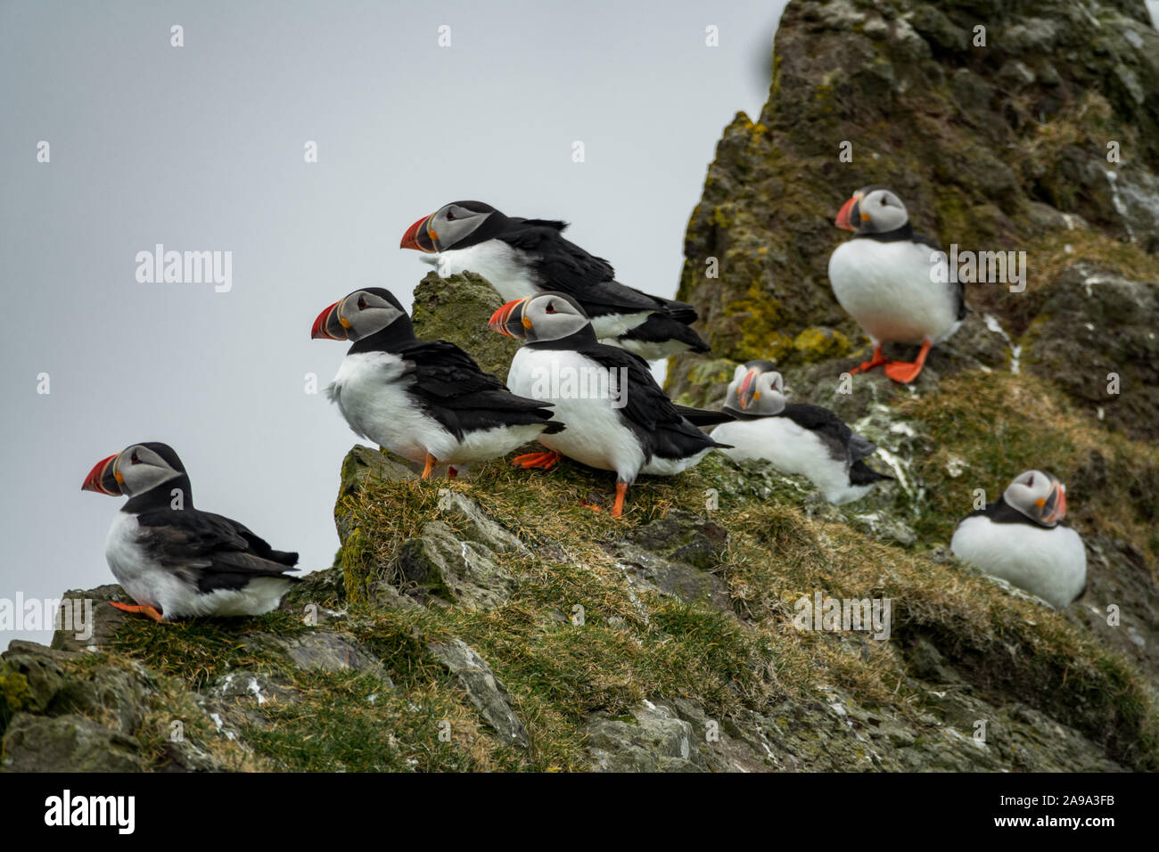 Puffin group hi-res stock photography and images - Alamy